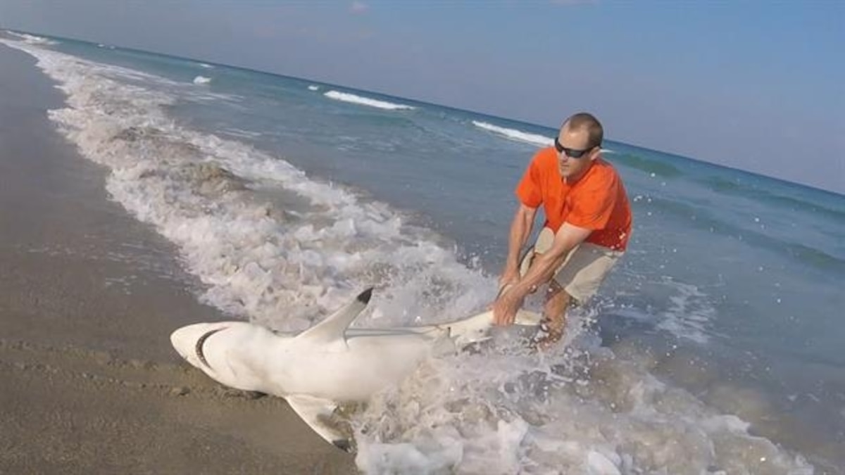 Watch a Shark Rescued From a Line by Daring Beachgoers | National ...