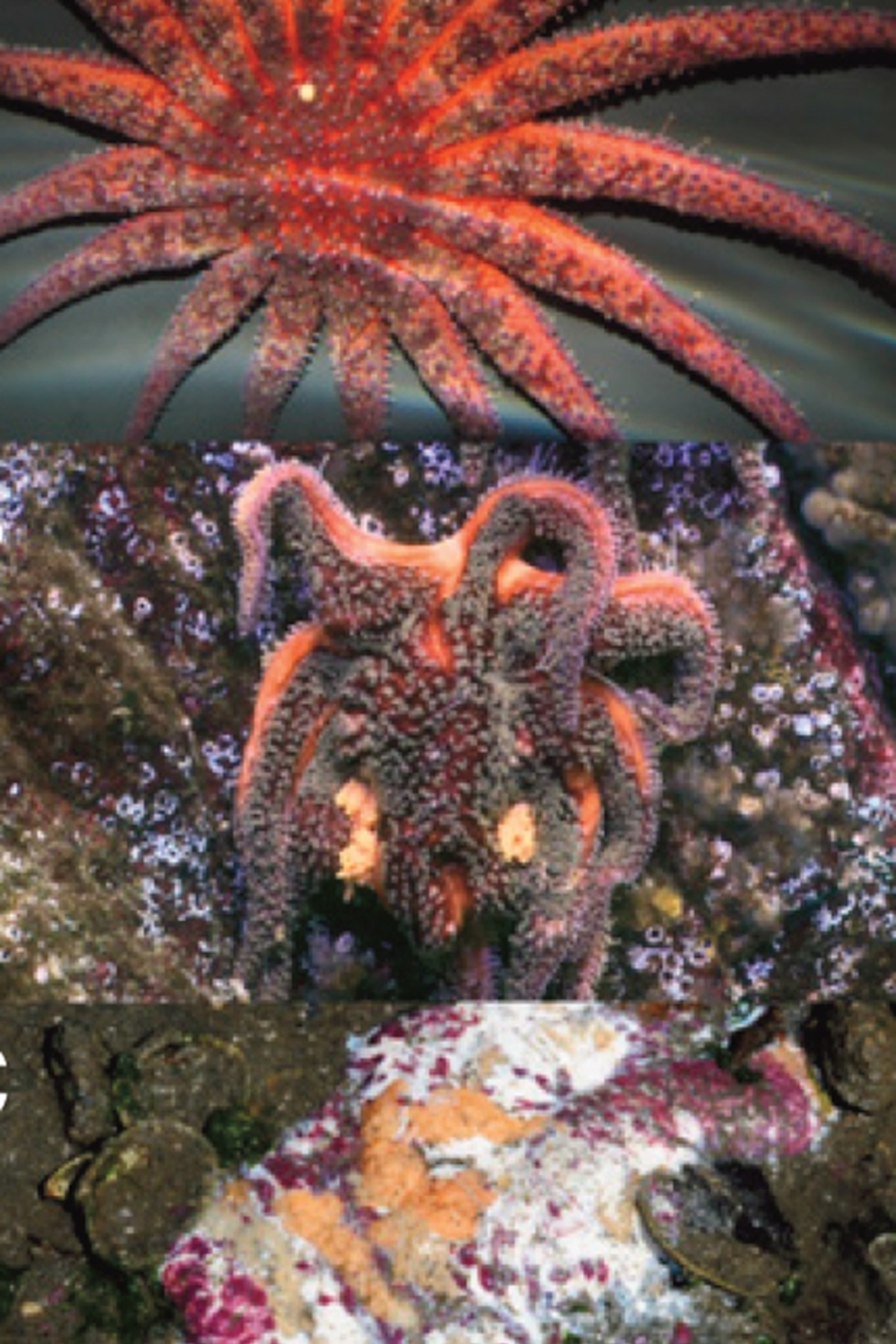 The Fault in Our Stars Might be a Virus