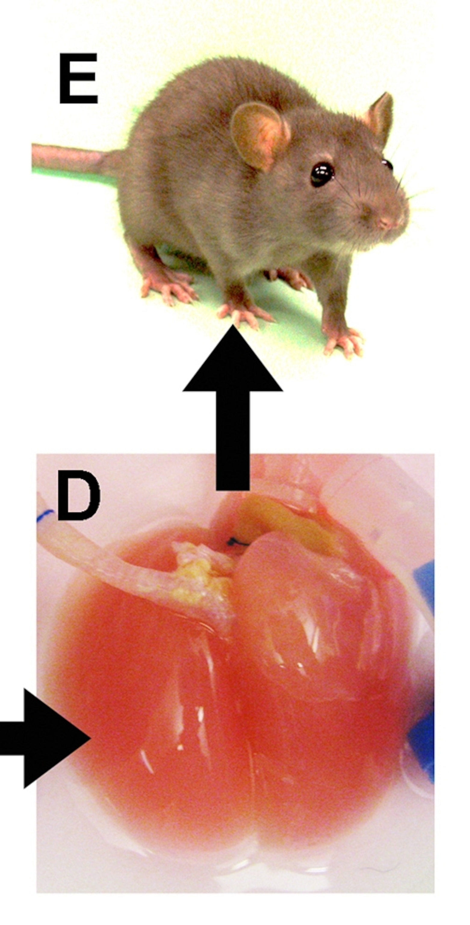 First Working Replacement Lung Created in Lab | National Geographic