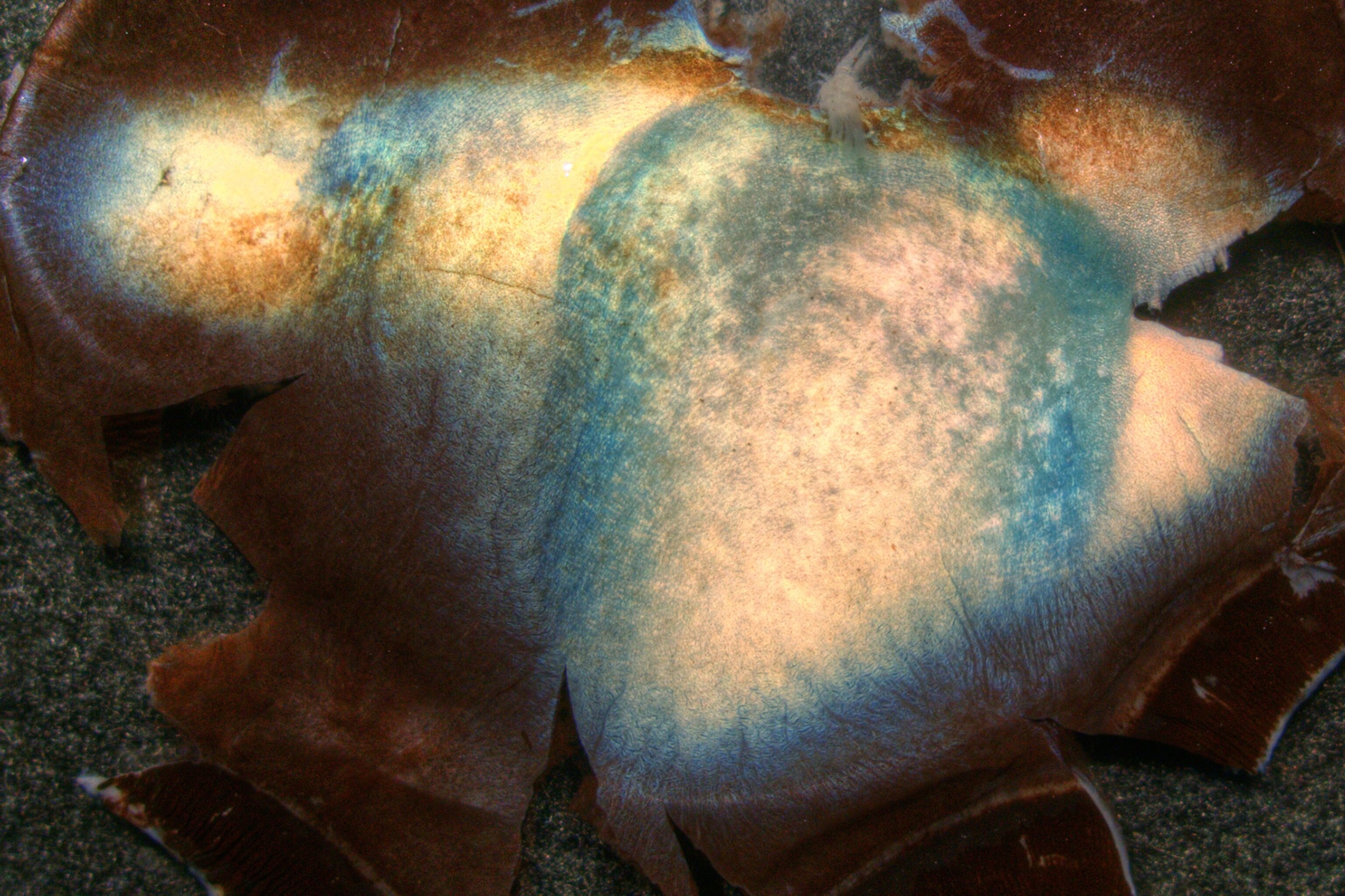 What color are reindeer eyes? Depends on the season.