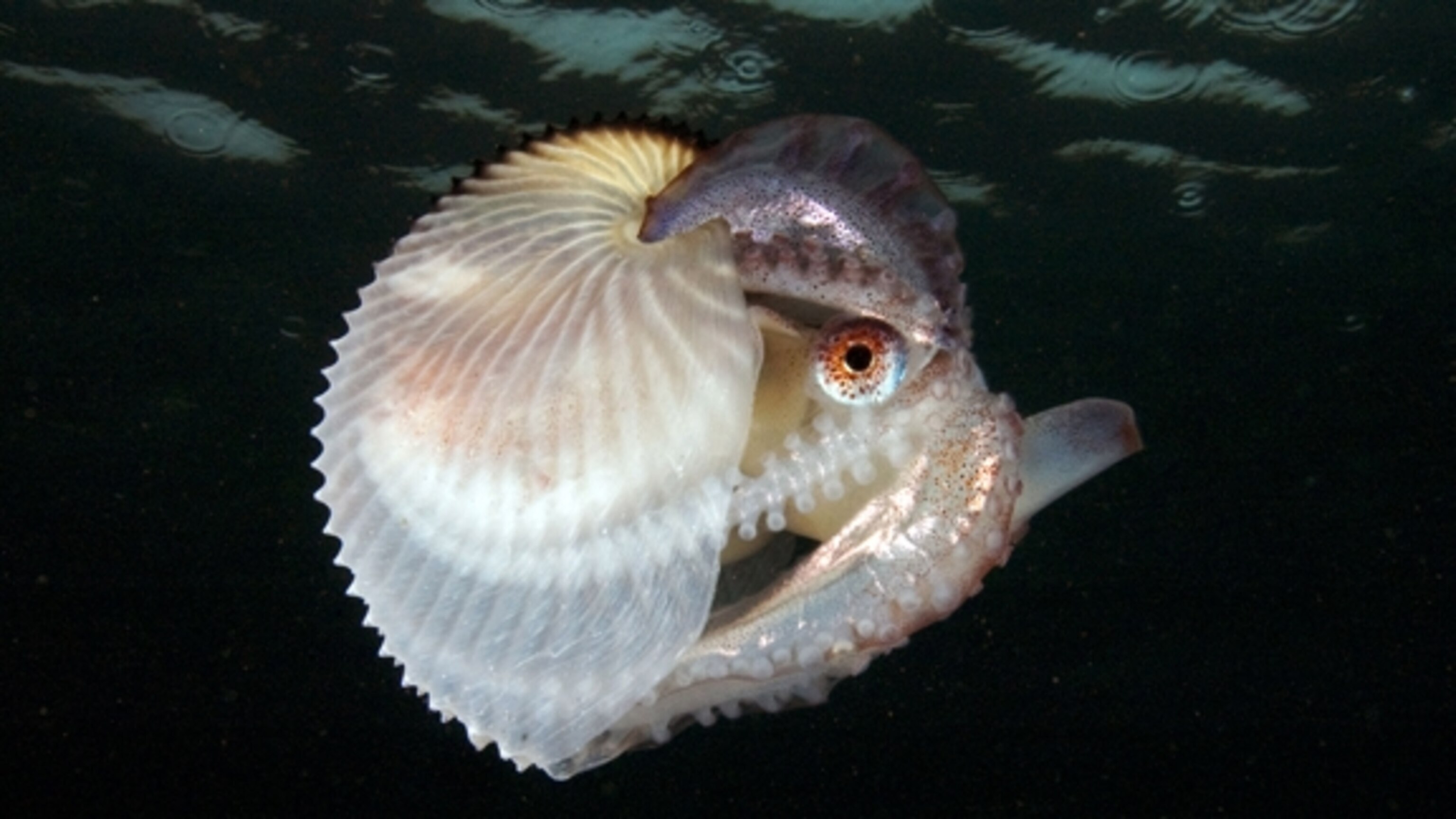 Scientists solve millennia-old mystery about the argonaut octopus