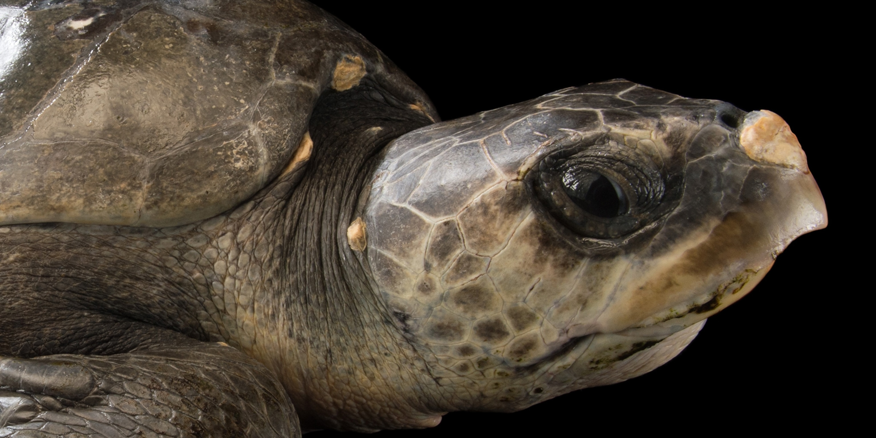 Olive Ridley Sea Turtle Shell Olive Ridley Sea Turtle Stock