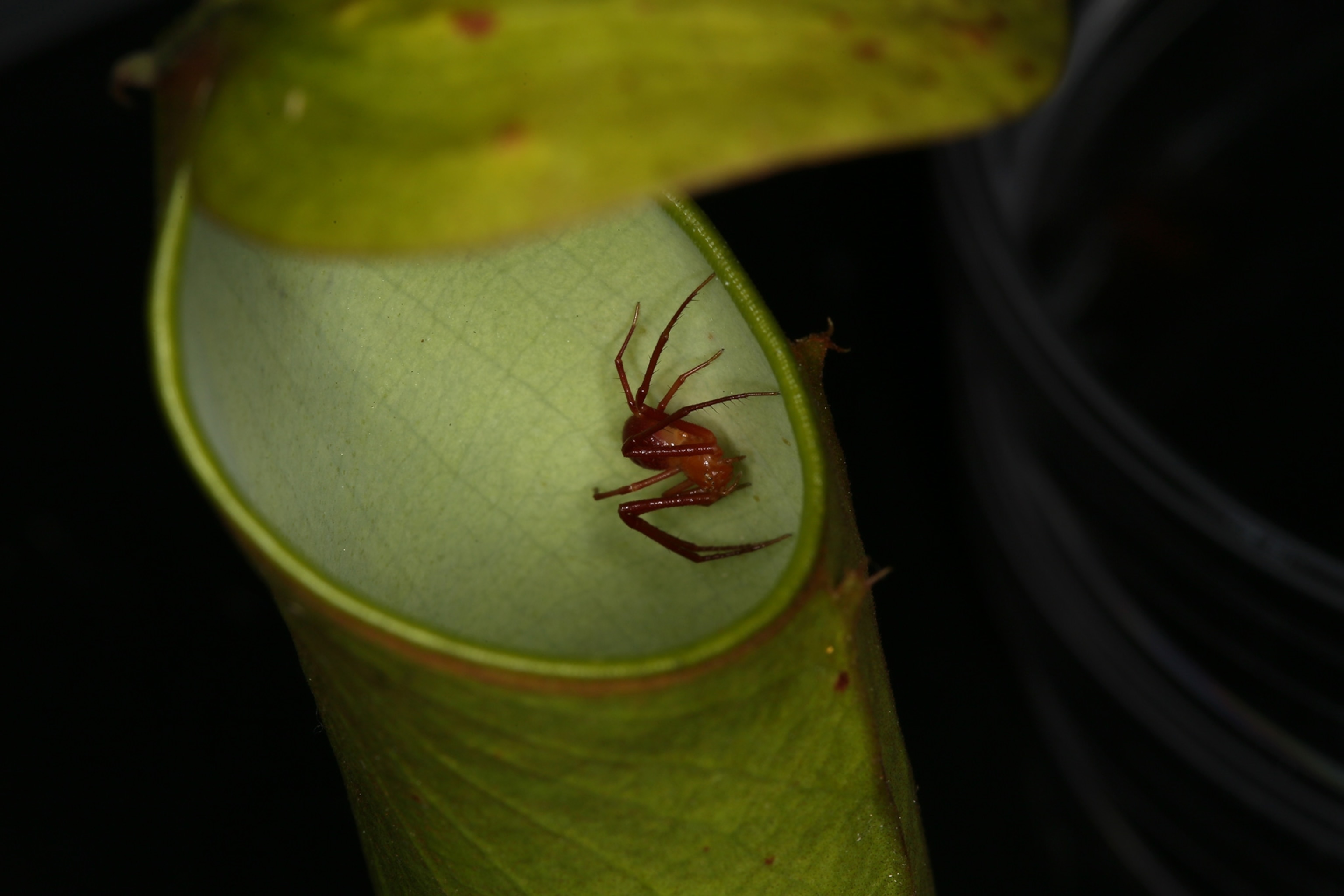 These spiders feed their leftovers to carnivorous plants