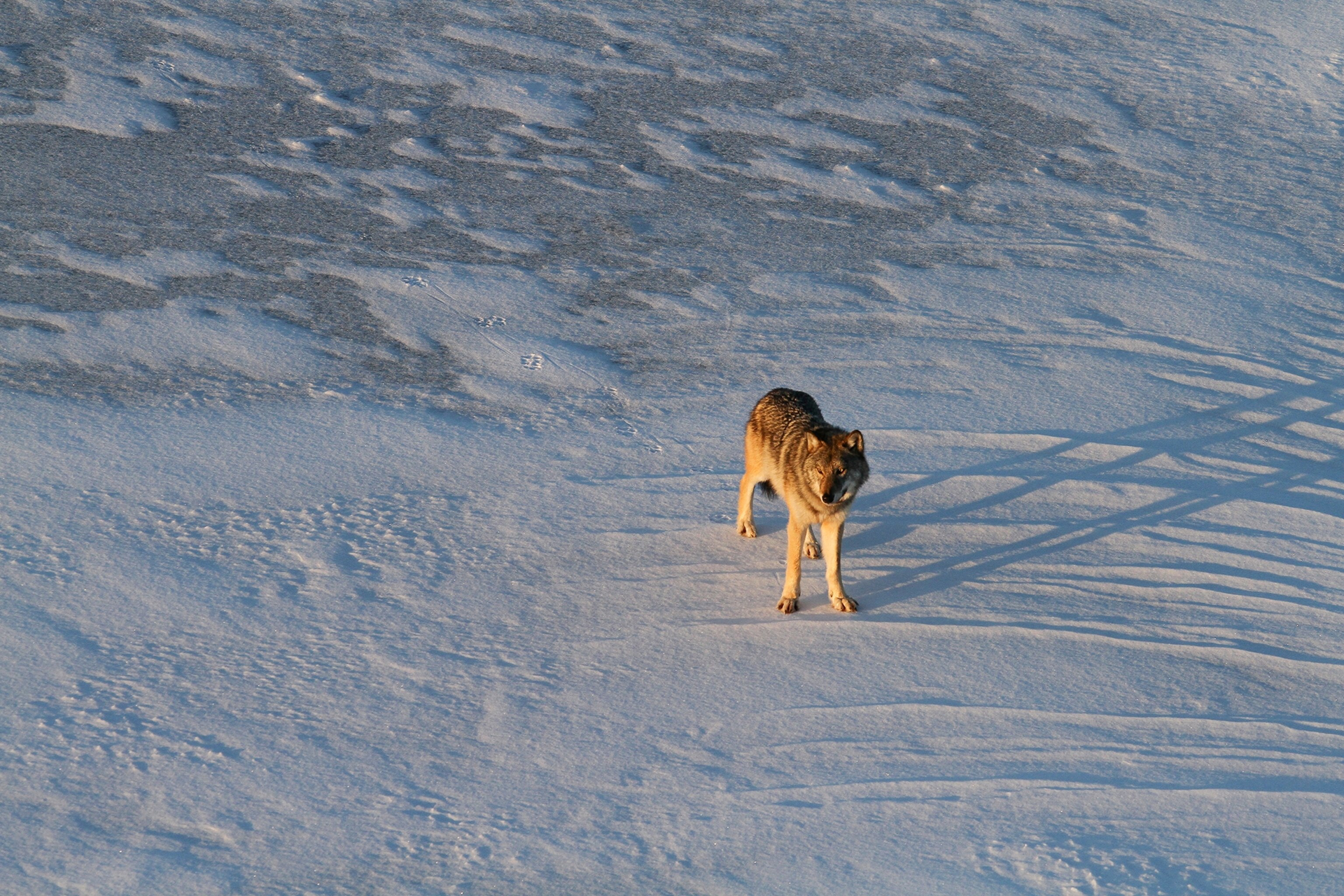 Should We Save the Wolves of Isle Royale?