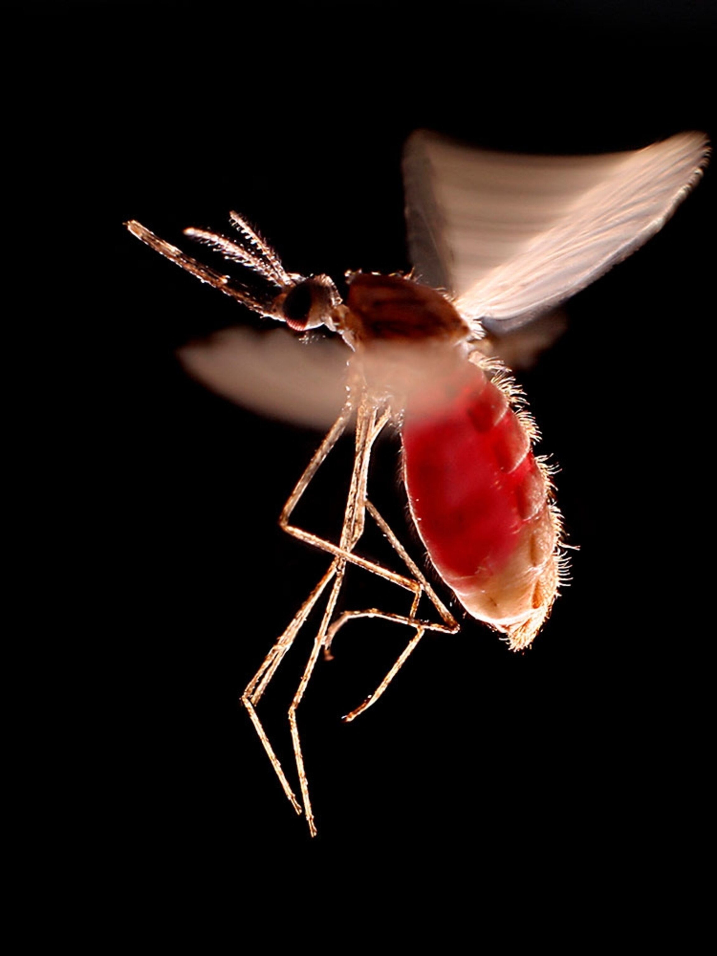 A breakthrough against mosquito-borne malaria