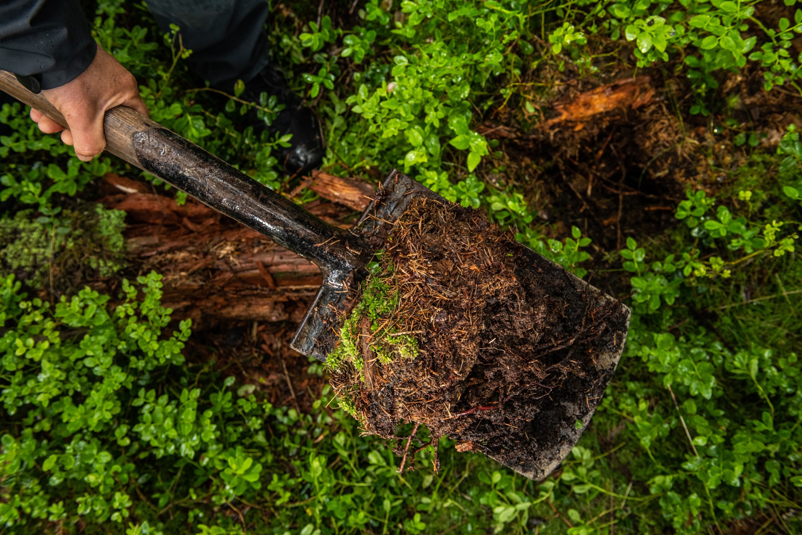 Meet the marvelous creatures that bring soil to life