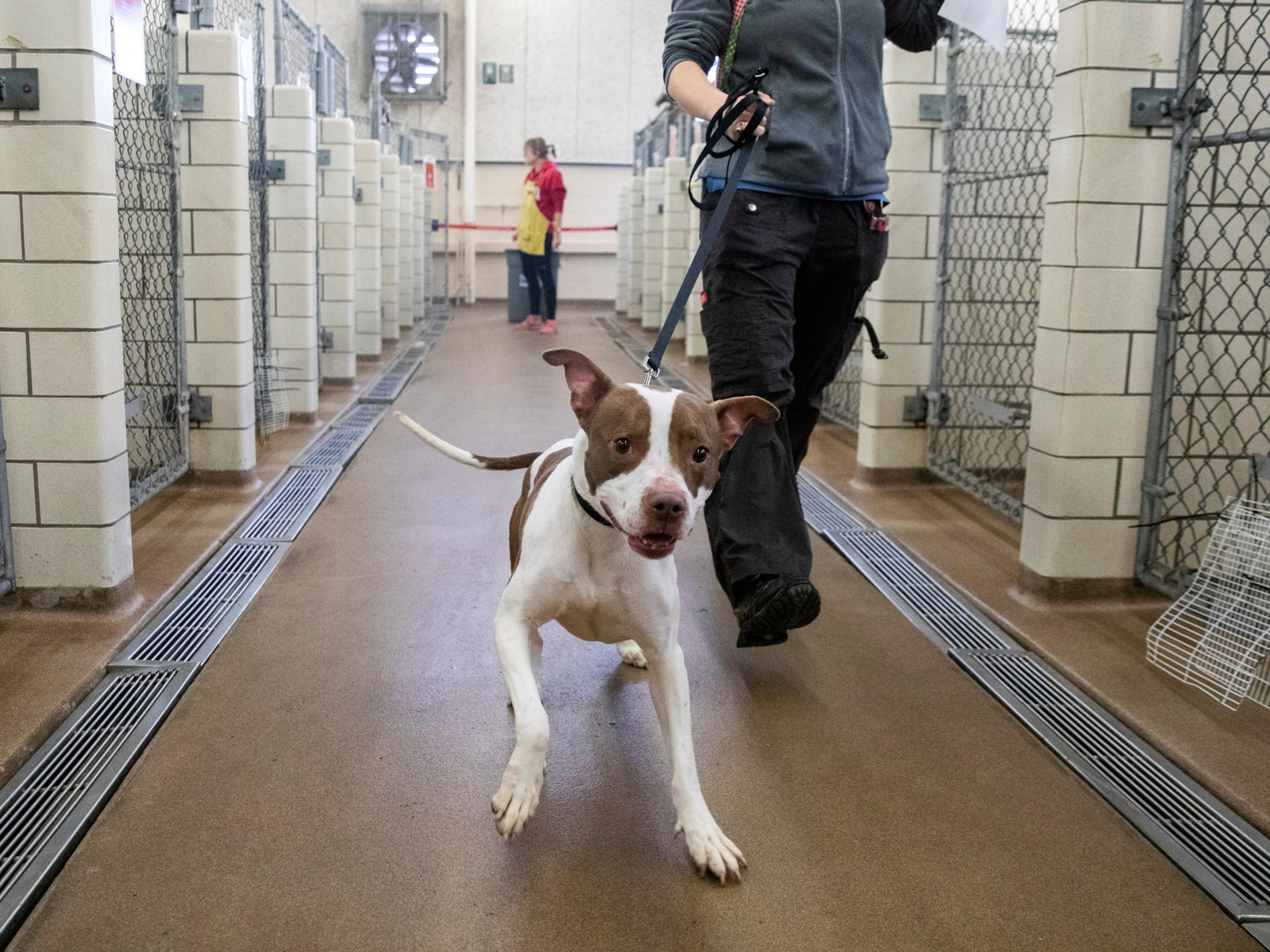 Why Does Everyone Need A Dog