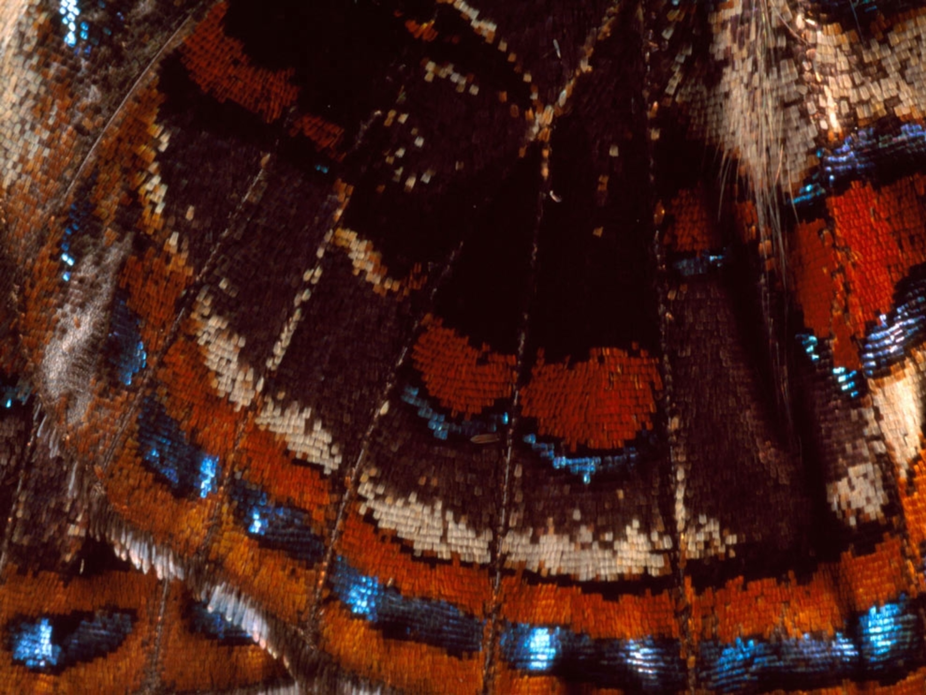 Butterflies, Patterns in Nature, Photos, Pictures, Wallpapers ...