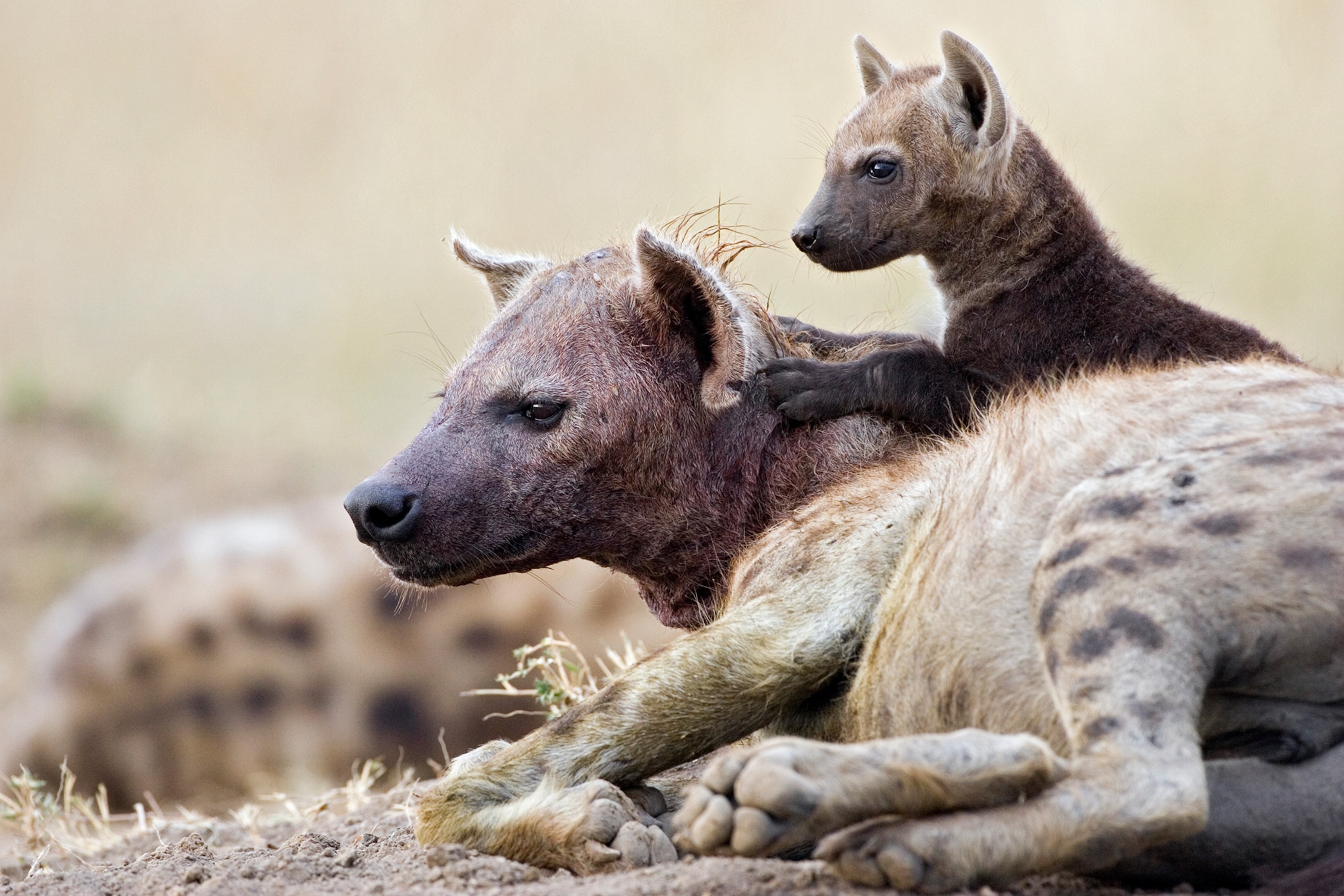 Hyenas have a bad rap—but they’re Africa’s most successful predator