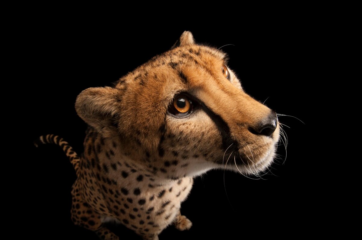 Male Cheetah Bark Triggers Female Ovulation