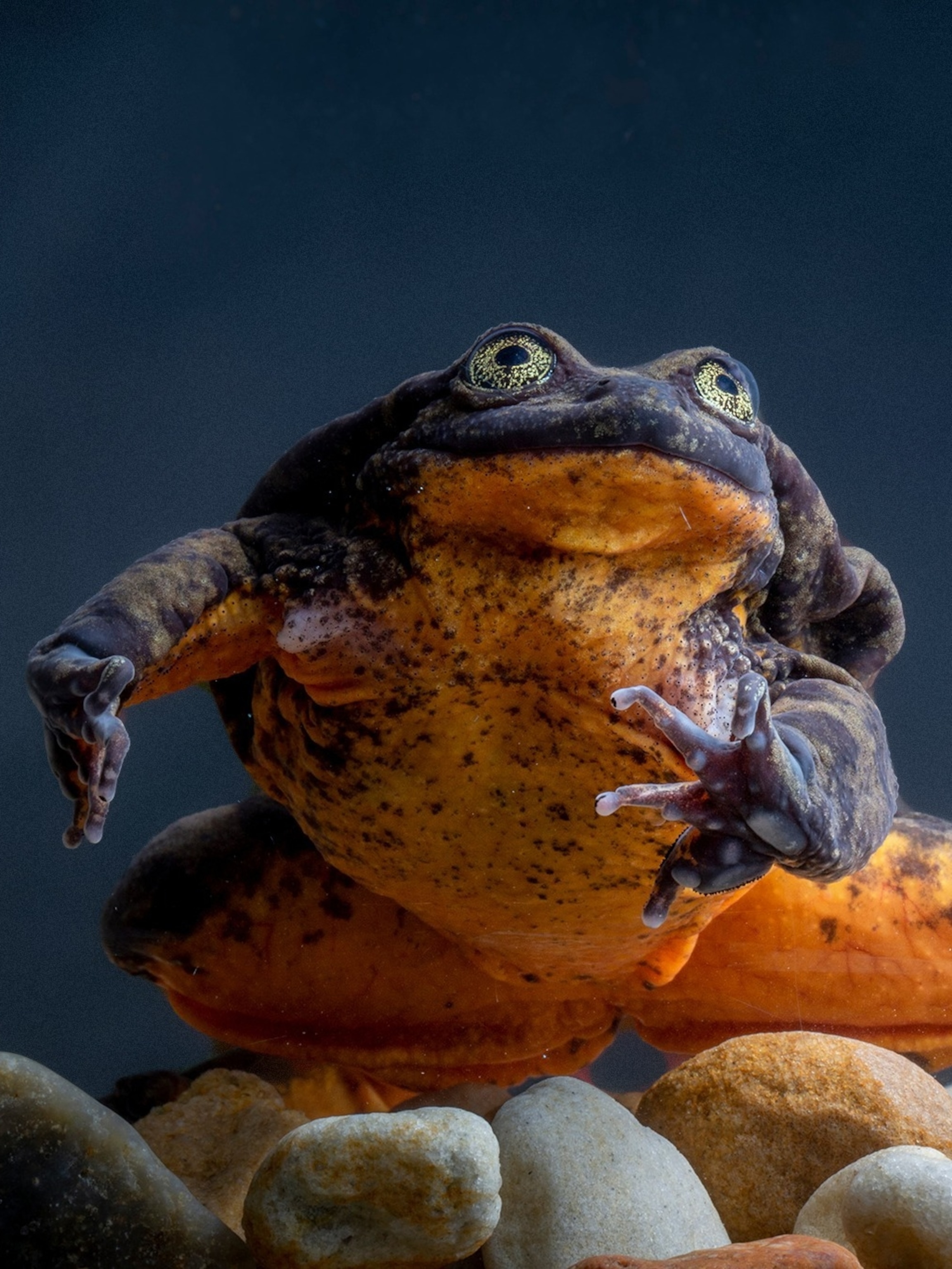 Scrotum Frog