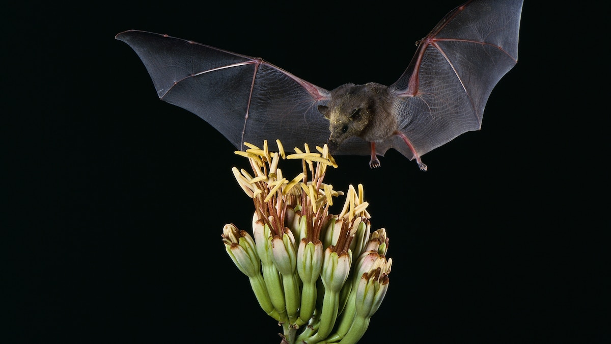 Episode 1: A skeptic’s guide to loving bats | National Geographic