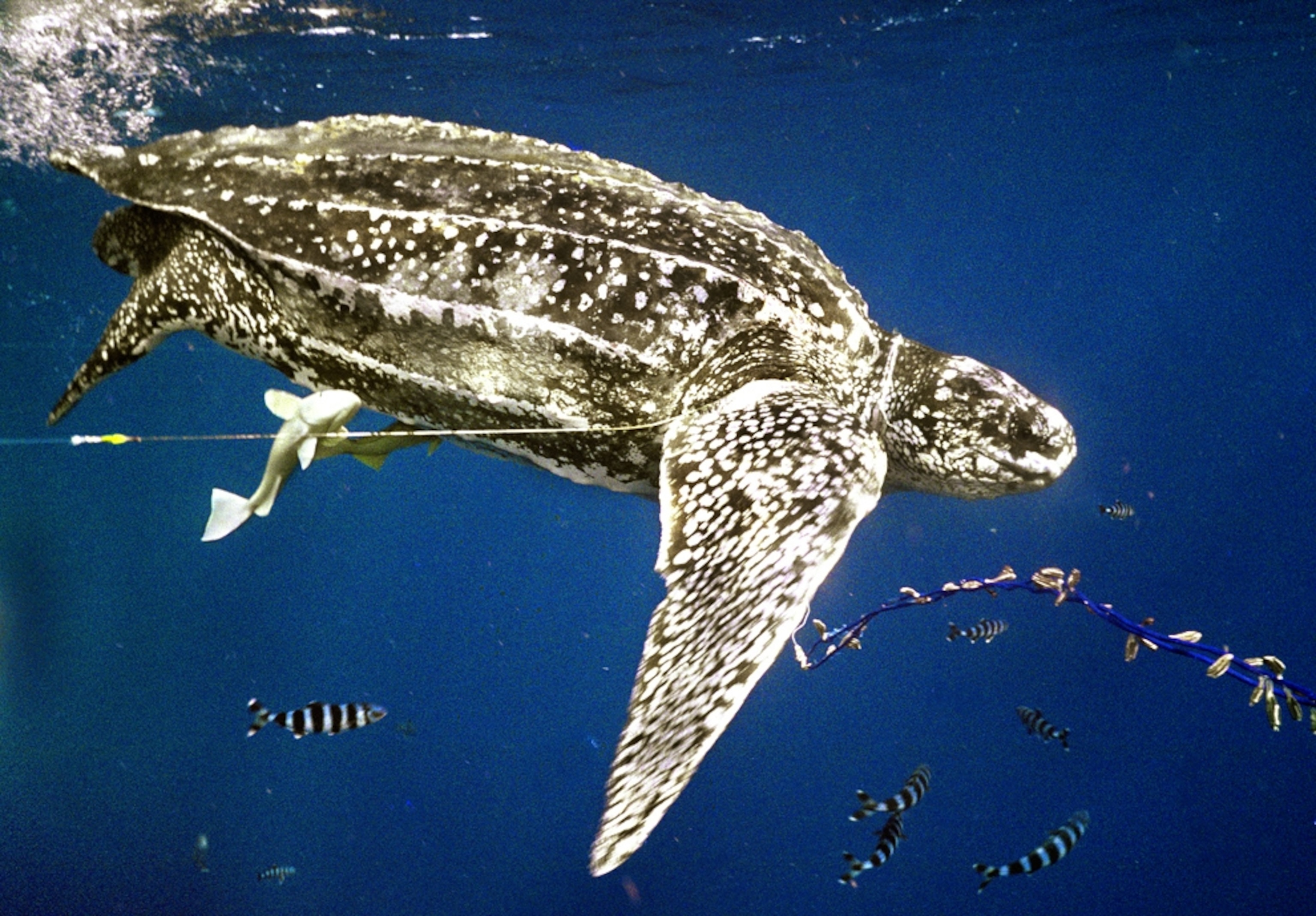 Pictures: Millions of Sea Turtles Killed Accidentally? | National ...