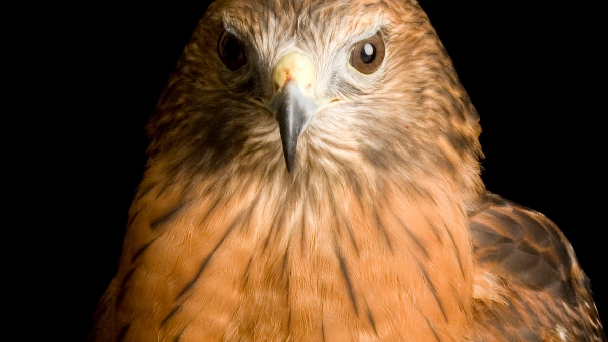Red-Shouldered Hawk | National Geographic | National Geographic
