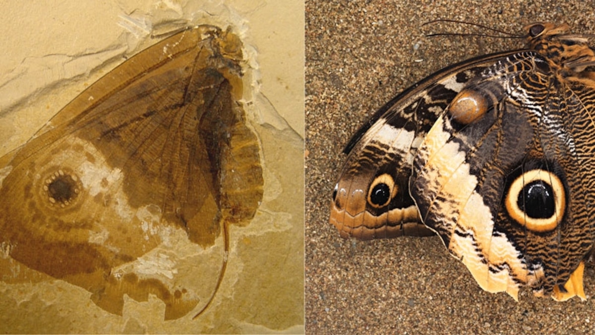 Butterflies Forty Million Years Before Butterflies | National Geographic