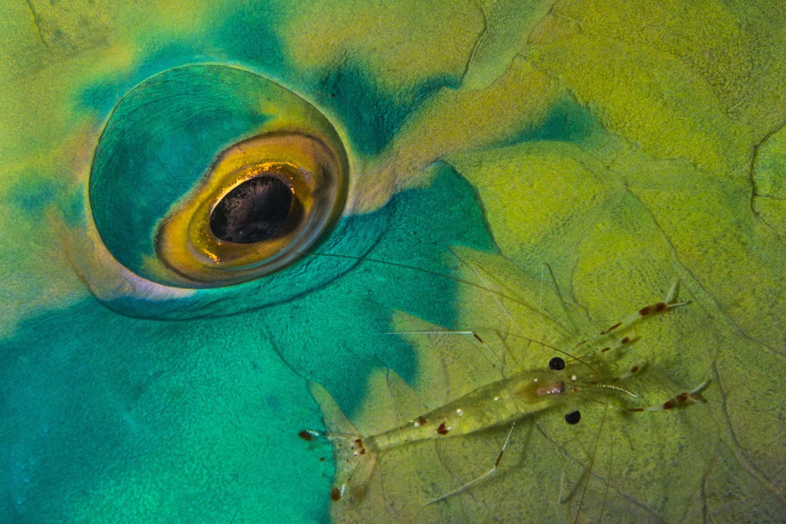 Can you Spot The Animals Hidden in These Photos?