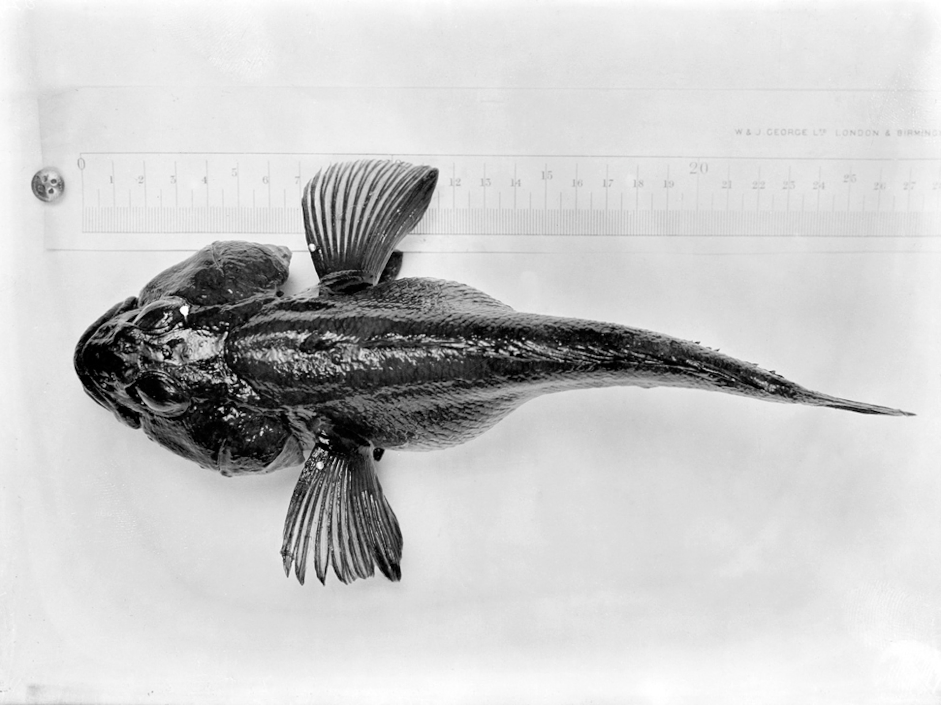 Rare Pictures: Scott's South Pole Expedition, 100 Years Later