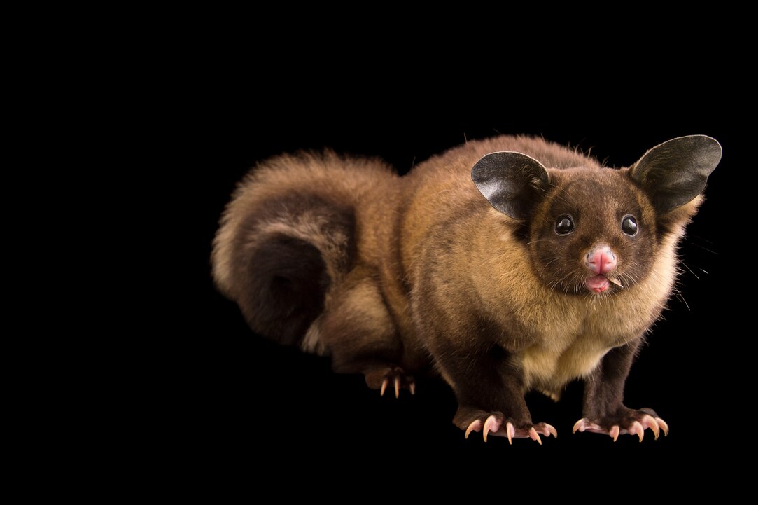 Australian Possum Types