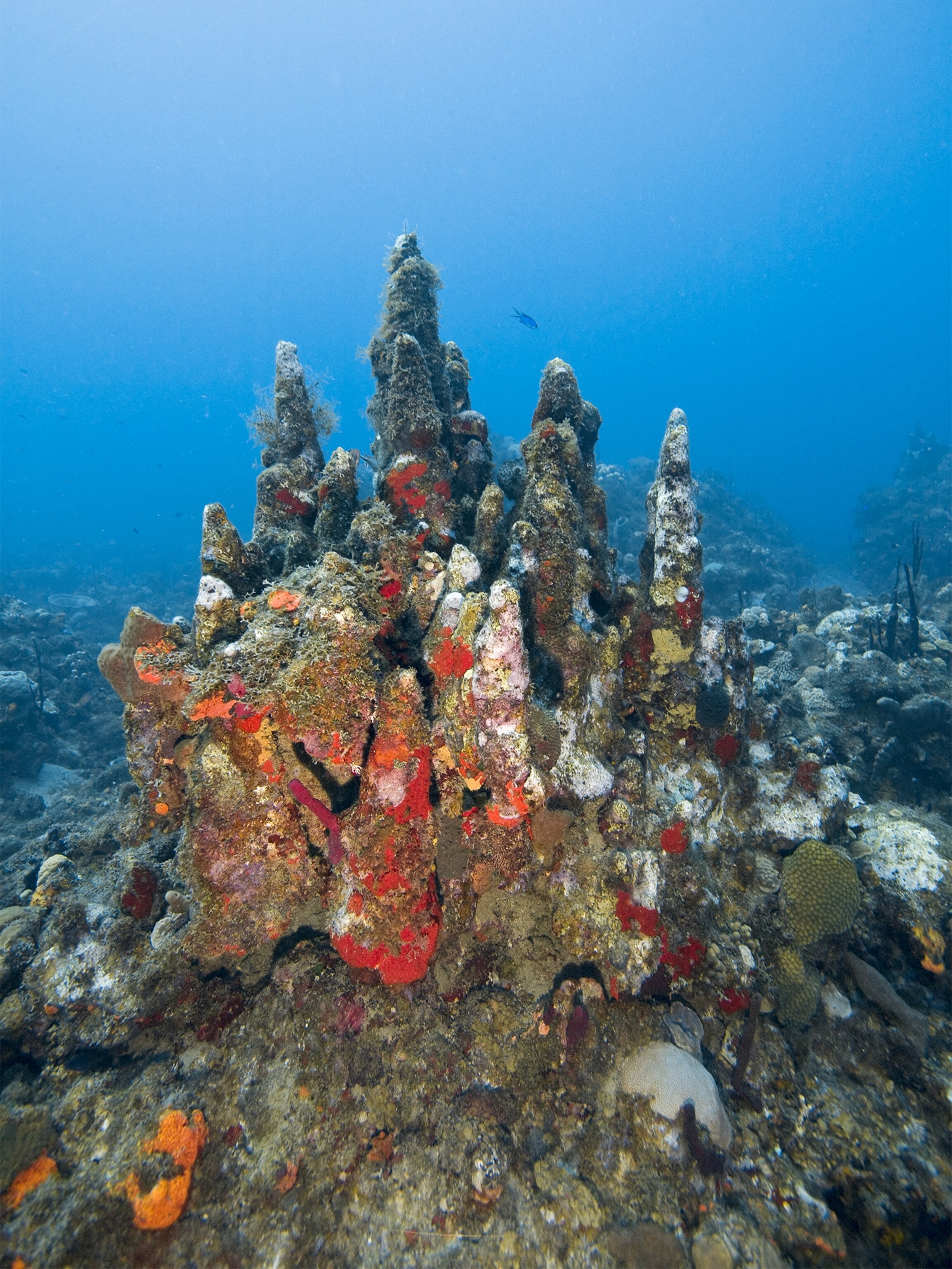 Number of Threatened Coral Species Jumps From 2 to 22