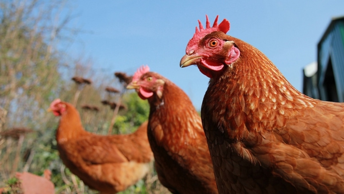 Can You Raise “Happy Meat” Without Letting Animals Outside? | National ...