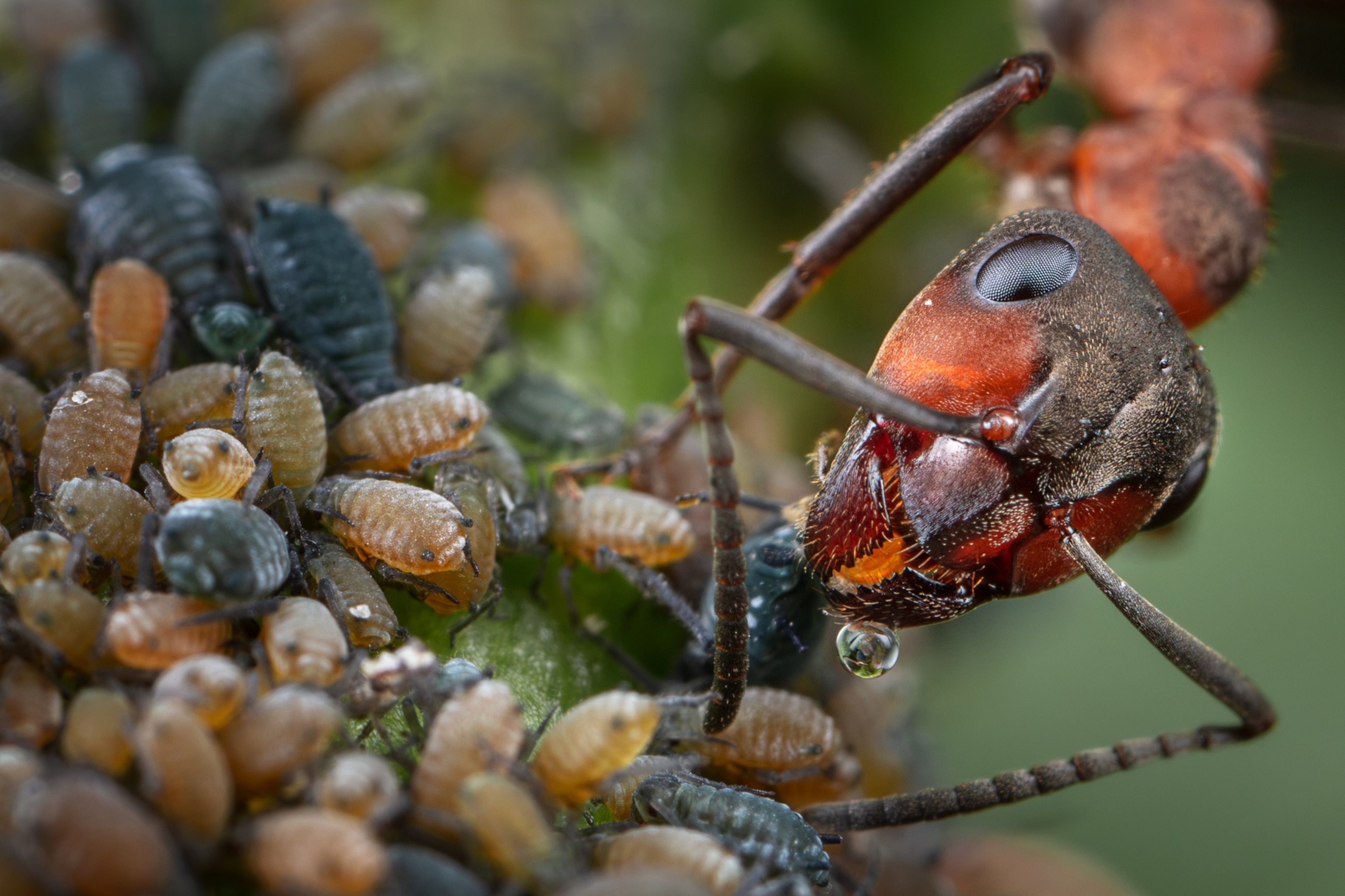 Why red wood ants are the forest's tiny but mighty superheroes