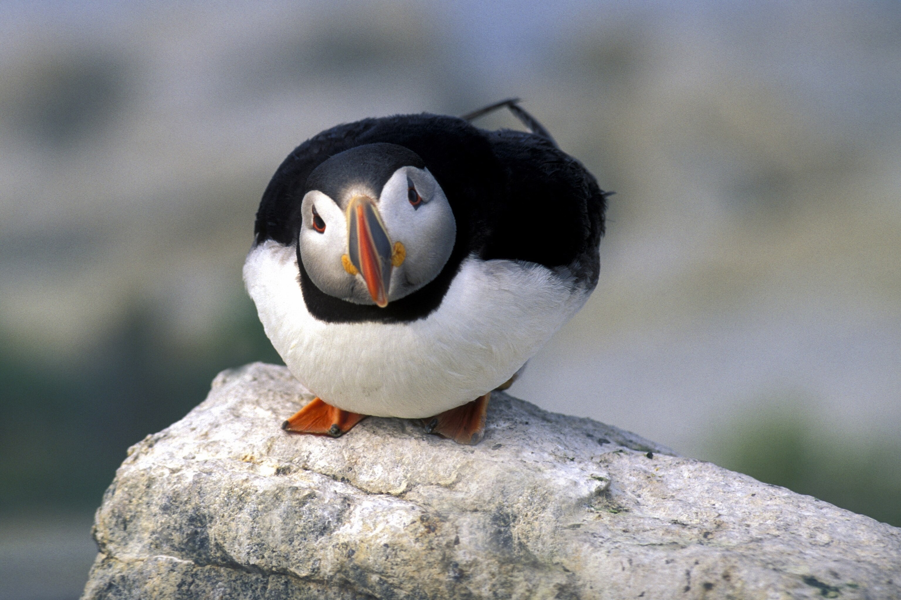 Delightful detours to visit along Maine’s Route 1