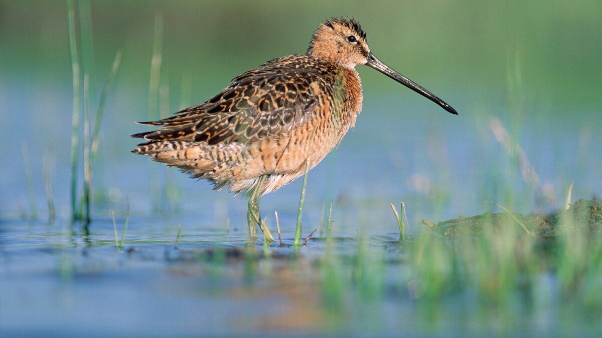 Birds Are Dying As Drought Ravages Avian Highways | National Geographic