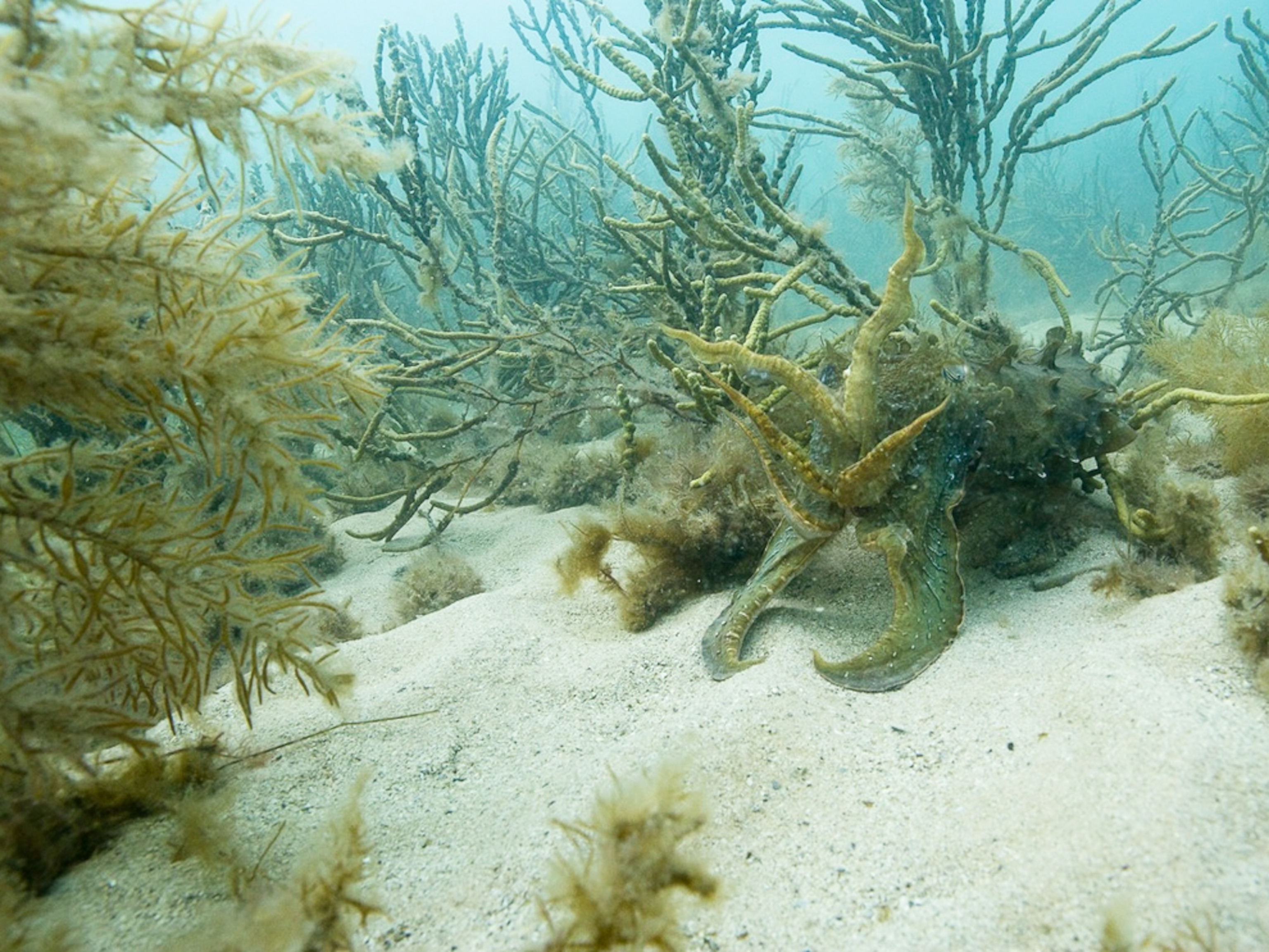 Photos: Shape-Shifting Cuttlefish Can Mimic Pictures | National Geographic