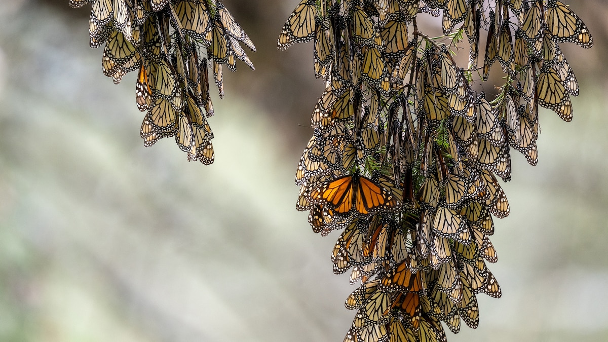 Migratory monarch numbers take a dive—but they’ll bounce back ...