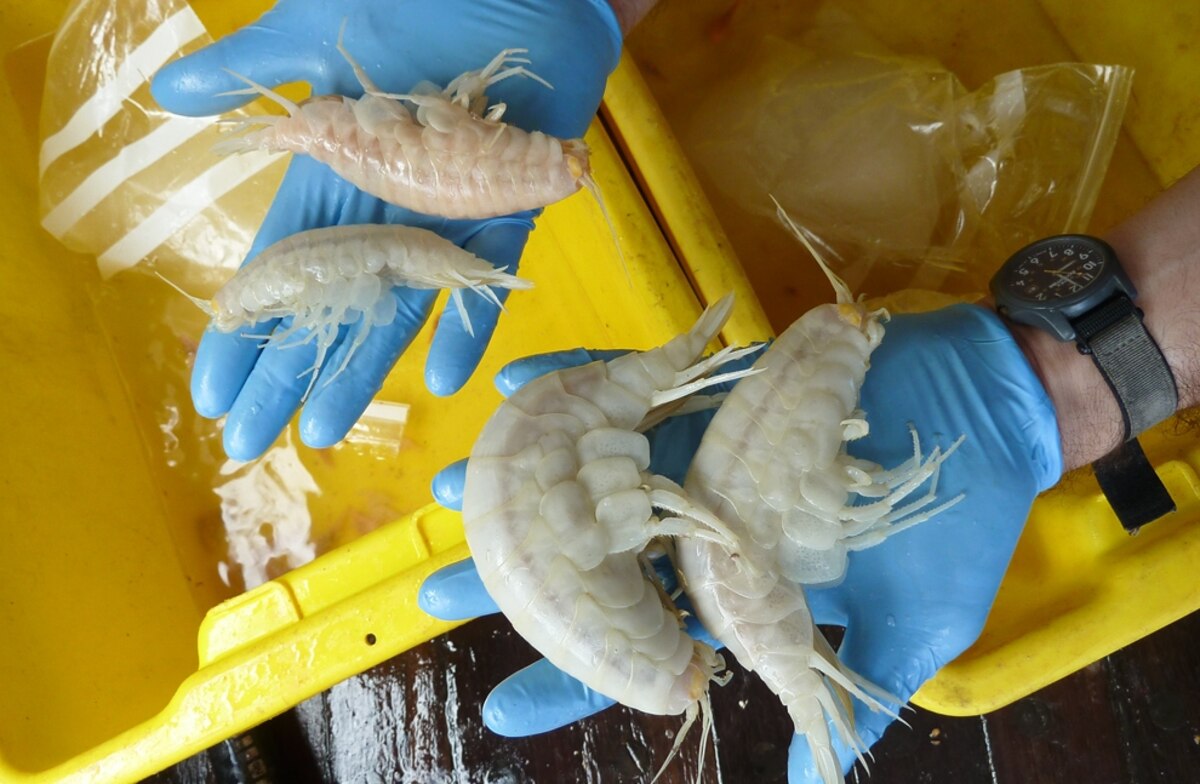 Pictures: "Supergiant," Shrimp-Like Beasts Found in Deep Sea