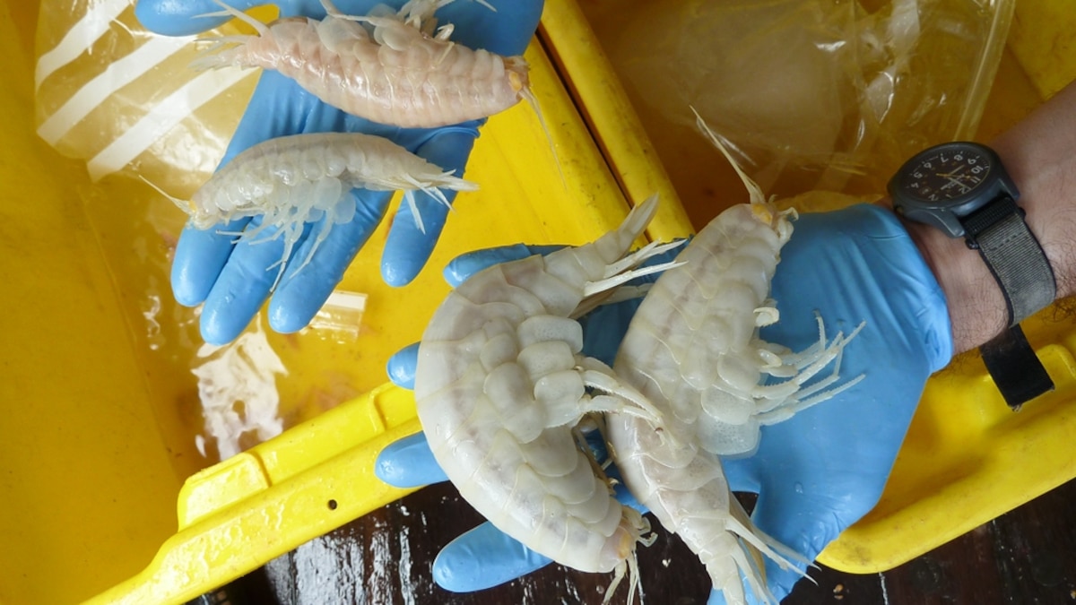 Pictures: "Supergiant," Shrimp-Like Beasts Found in Deep Sea | National ...