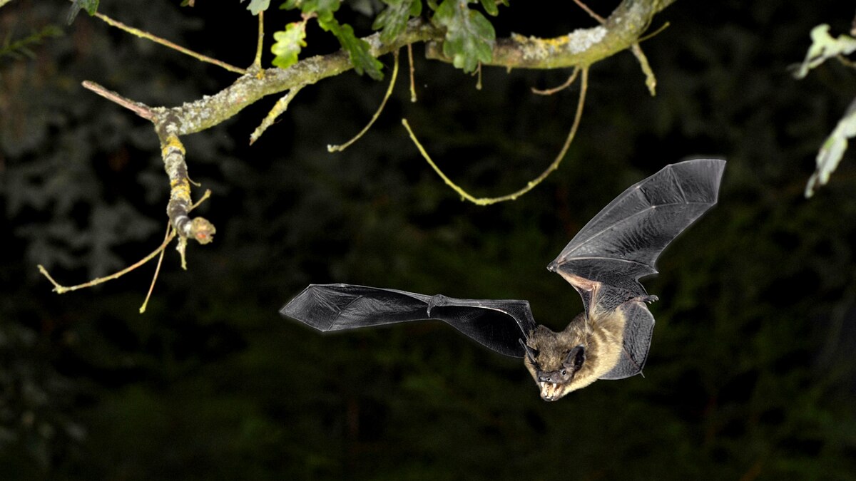 Climate Change Will Affect Ultrasonic Bat Signals | National Geographic