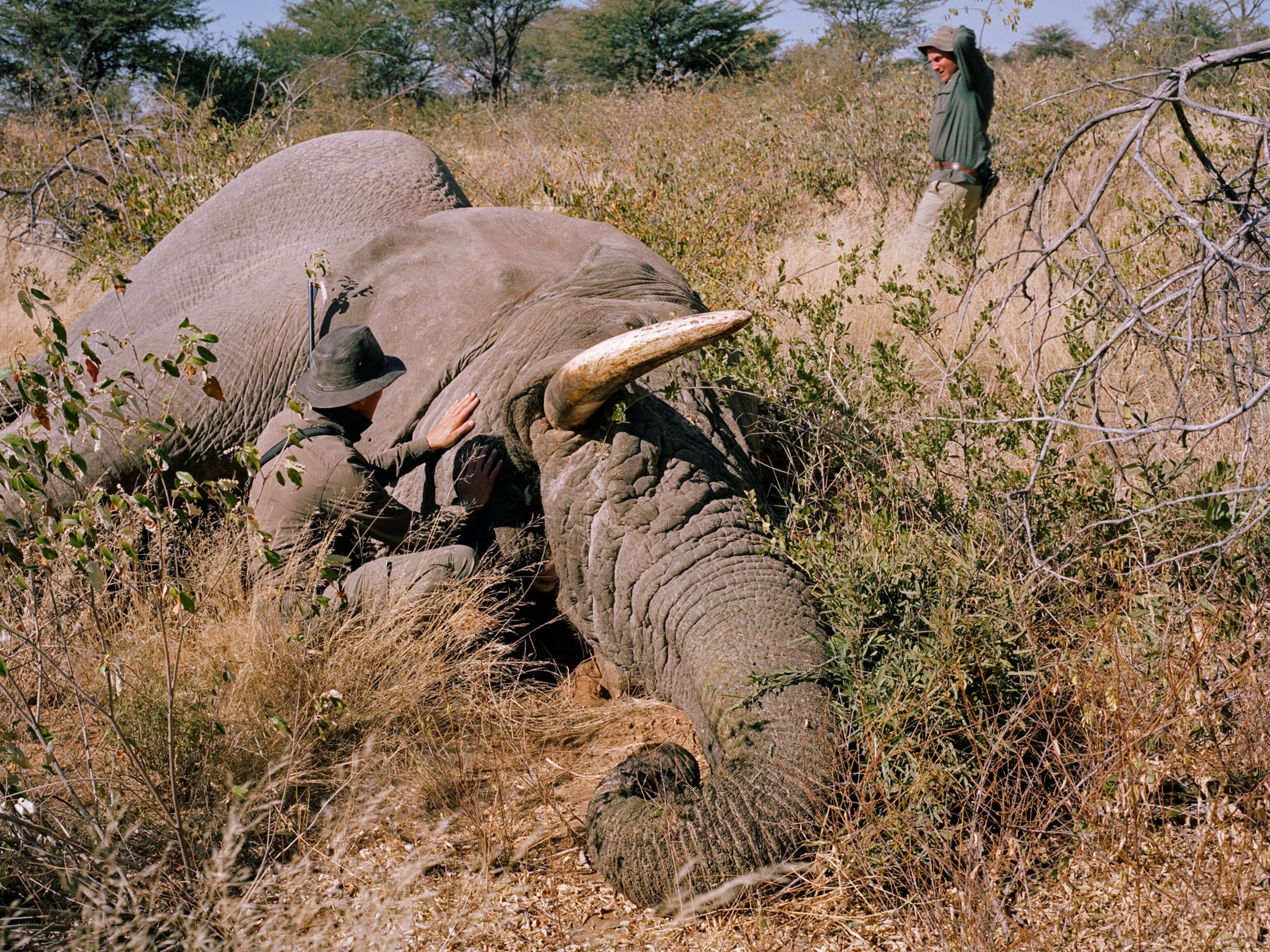 Trophy Hunting May be Helpful to Conservation Efforts