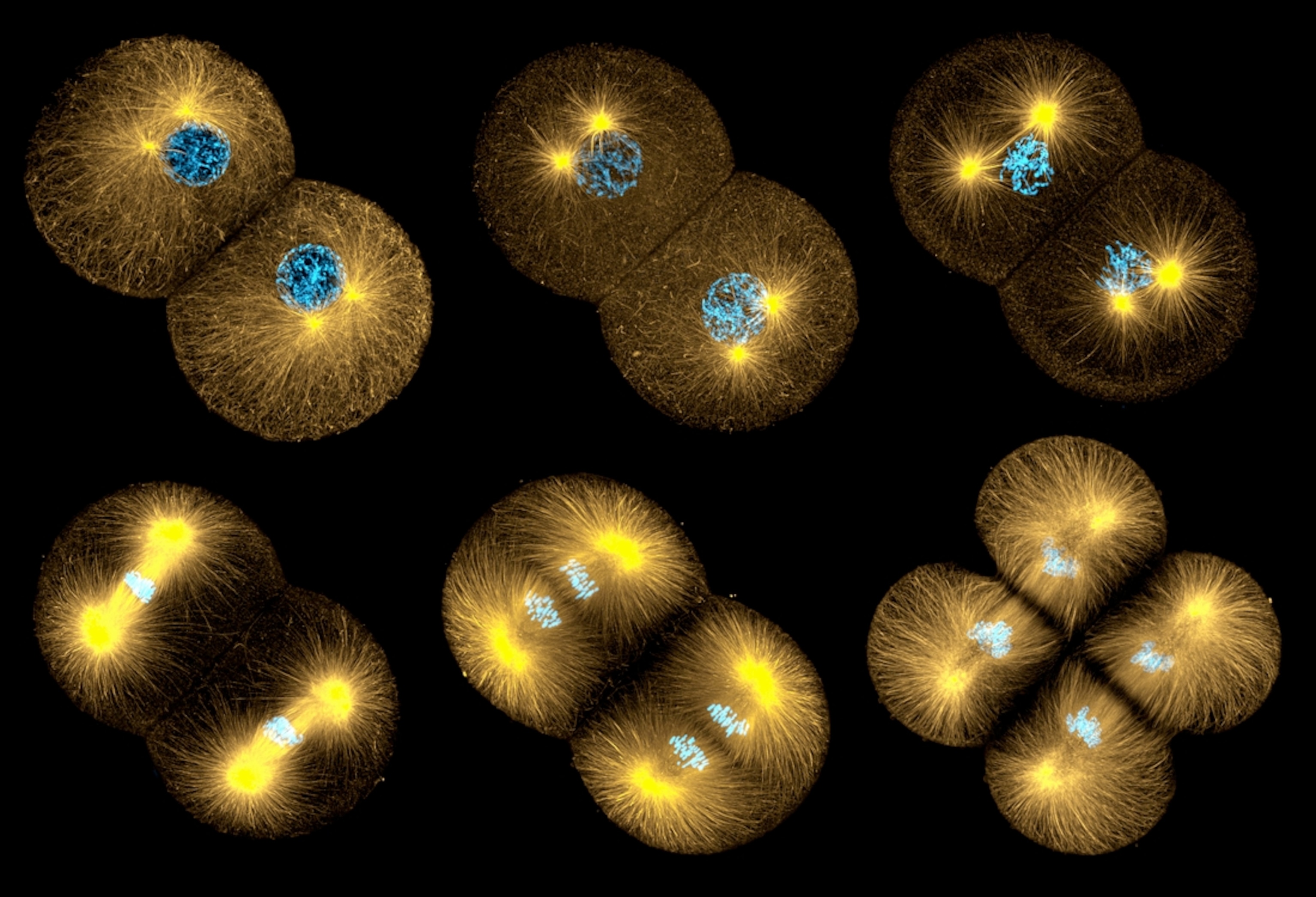 Another Path For Evolving Bodies | National Geographic