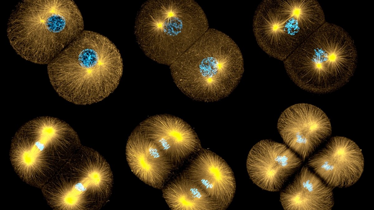 Another Path For Evolving Bodies | National Geographic