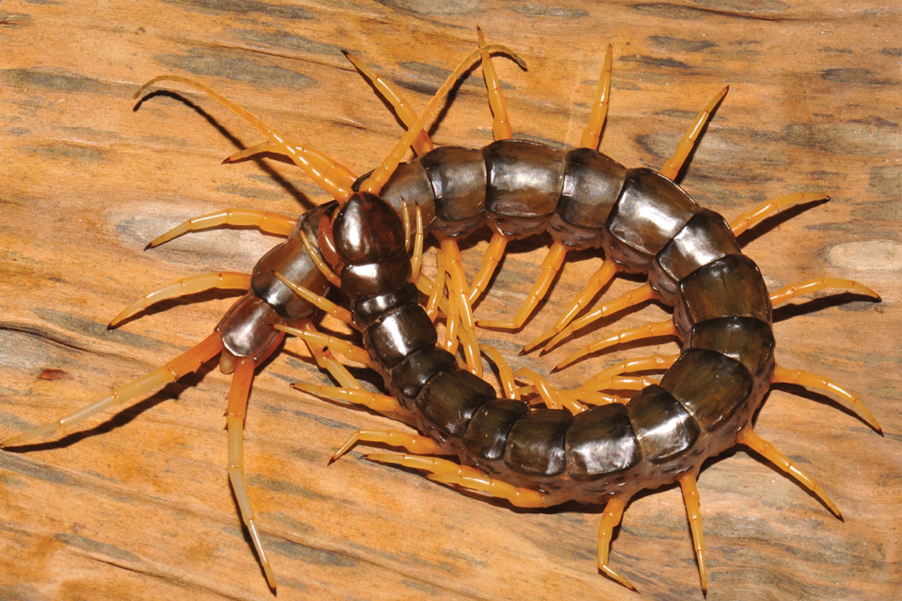 'Horrific' First Amphibious Centipede Discovered