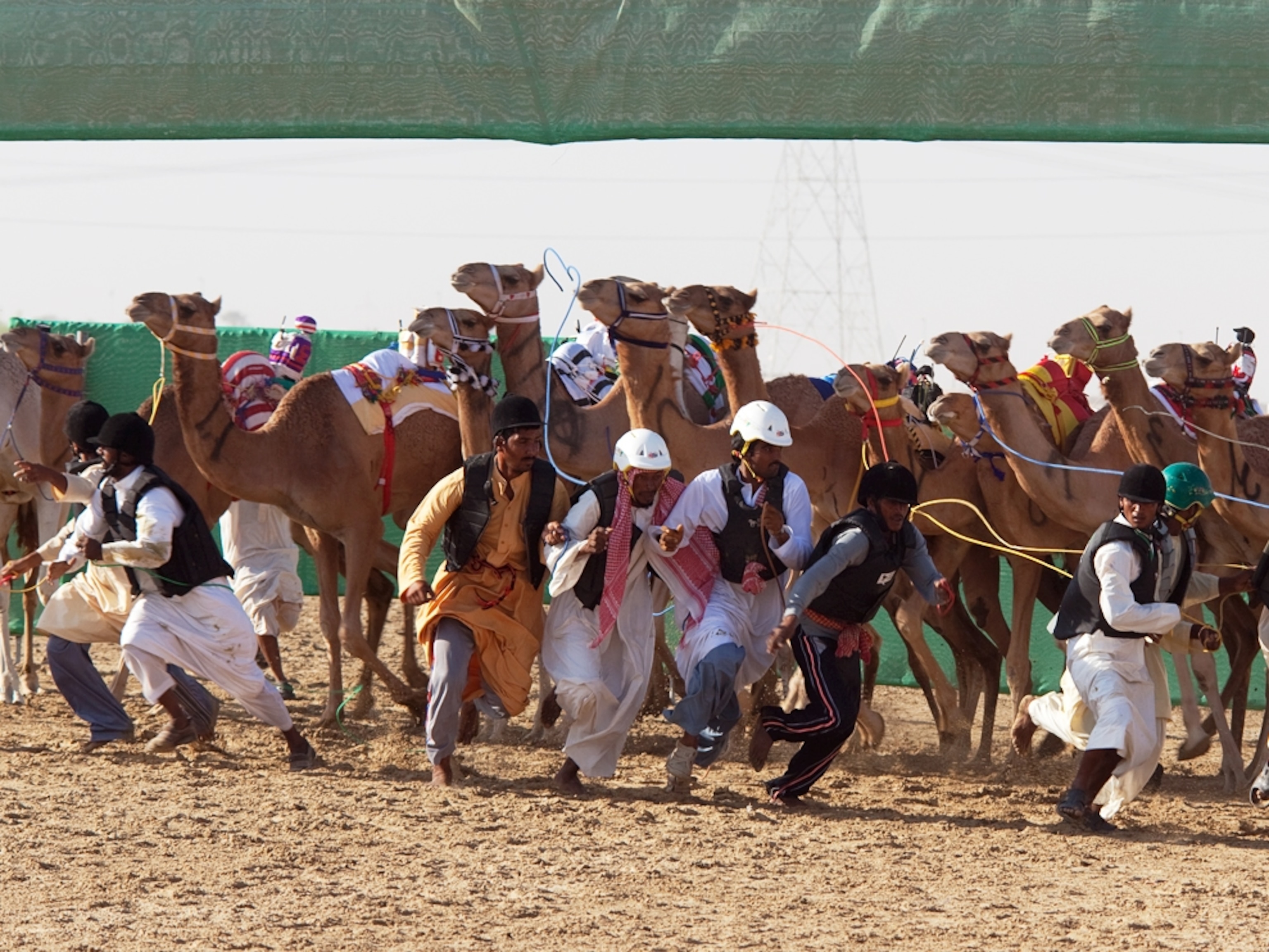 Camel Racing in Abu Dhabi Photos -- National Geographic