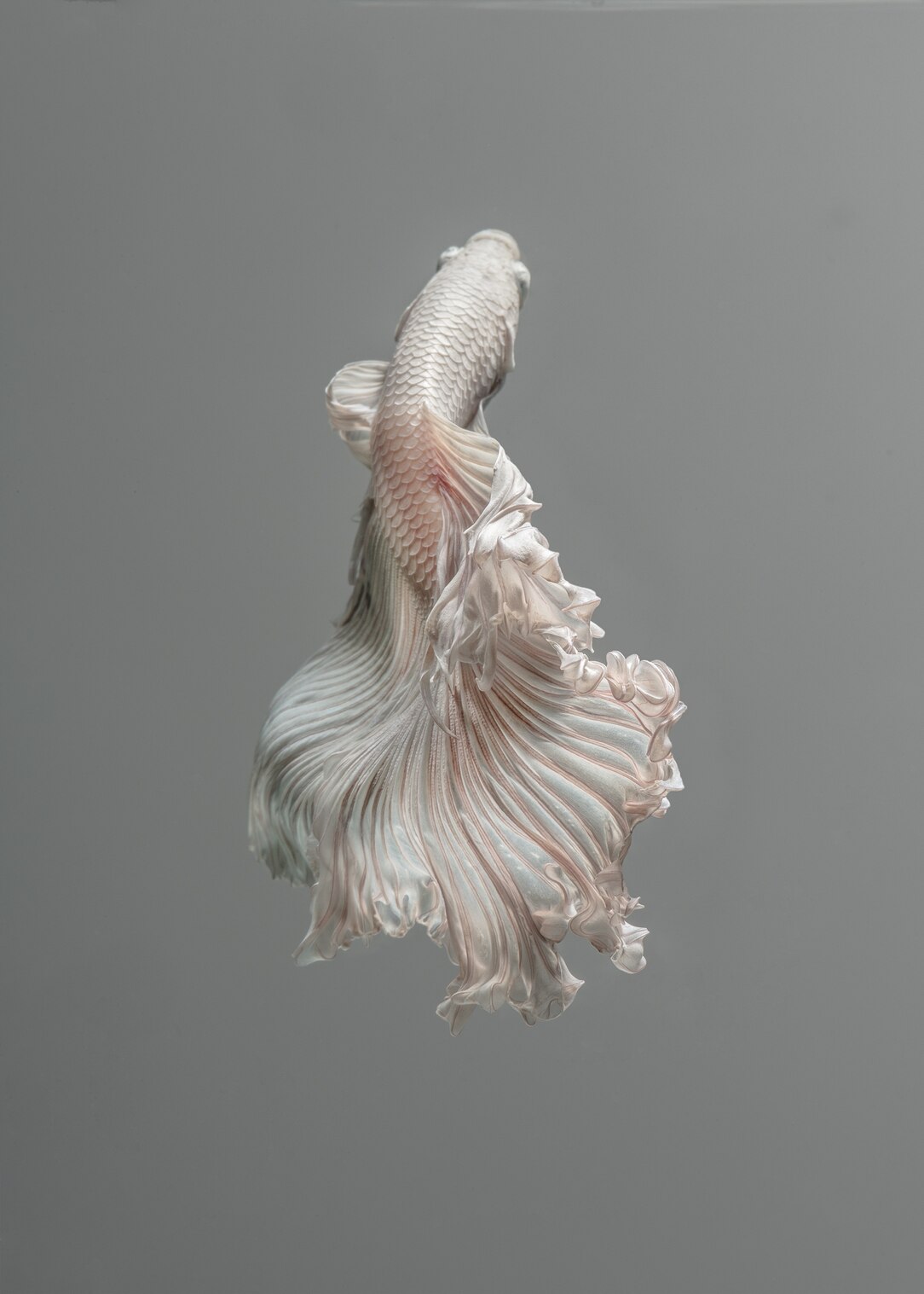 Light Pink Betta Fish