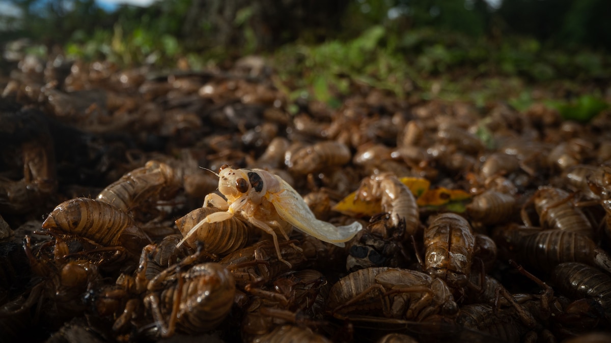 See how billions of cicadas are taking over the U.S. this summer ...