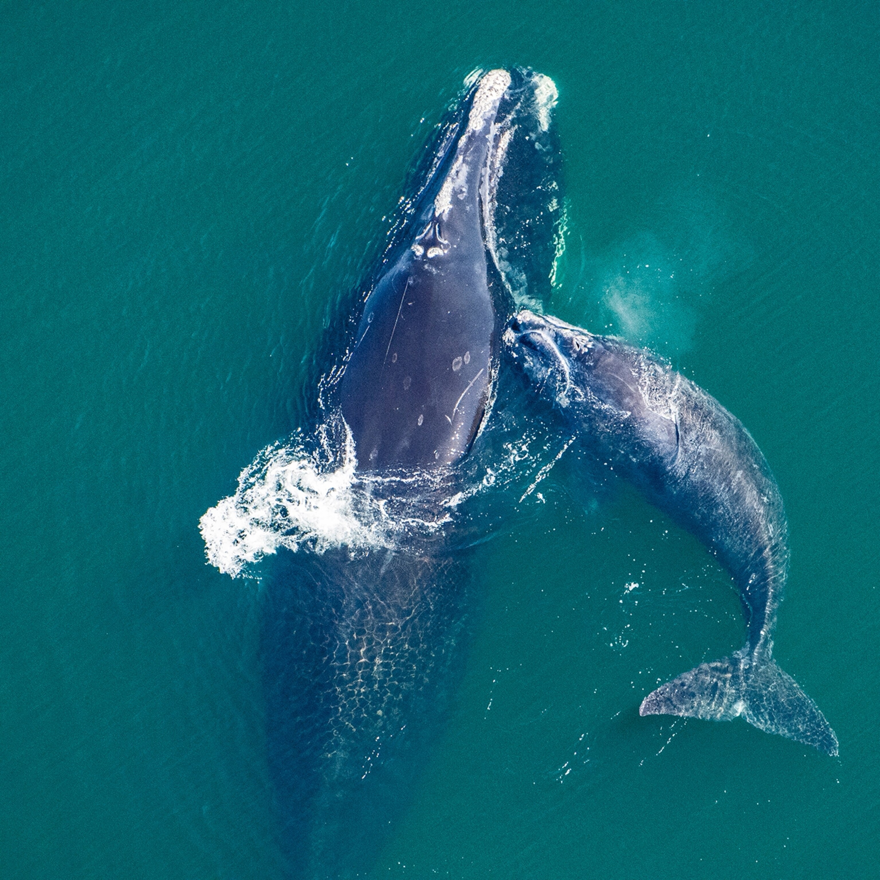 North Atlantic Right Whale Baby