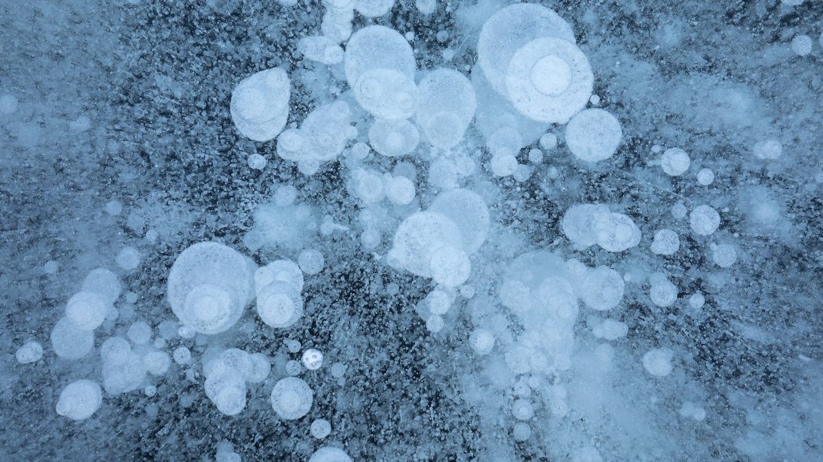 Wild_Life: The Big Freeze | National Geographic