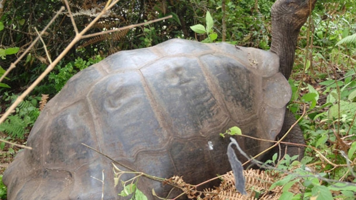 Genetic footprints of “extinct” giant tortoises in living hybrids offer ...