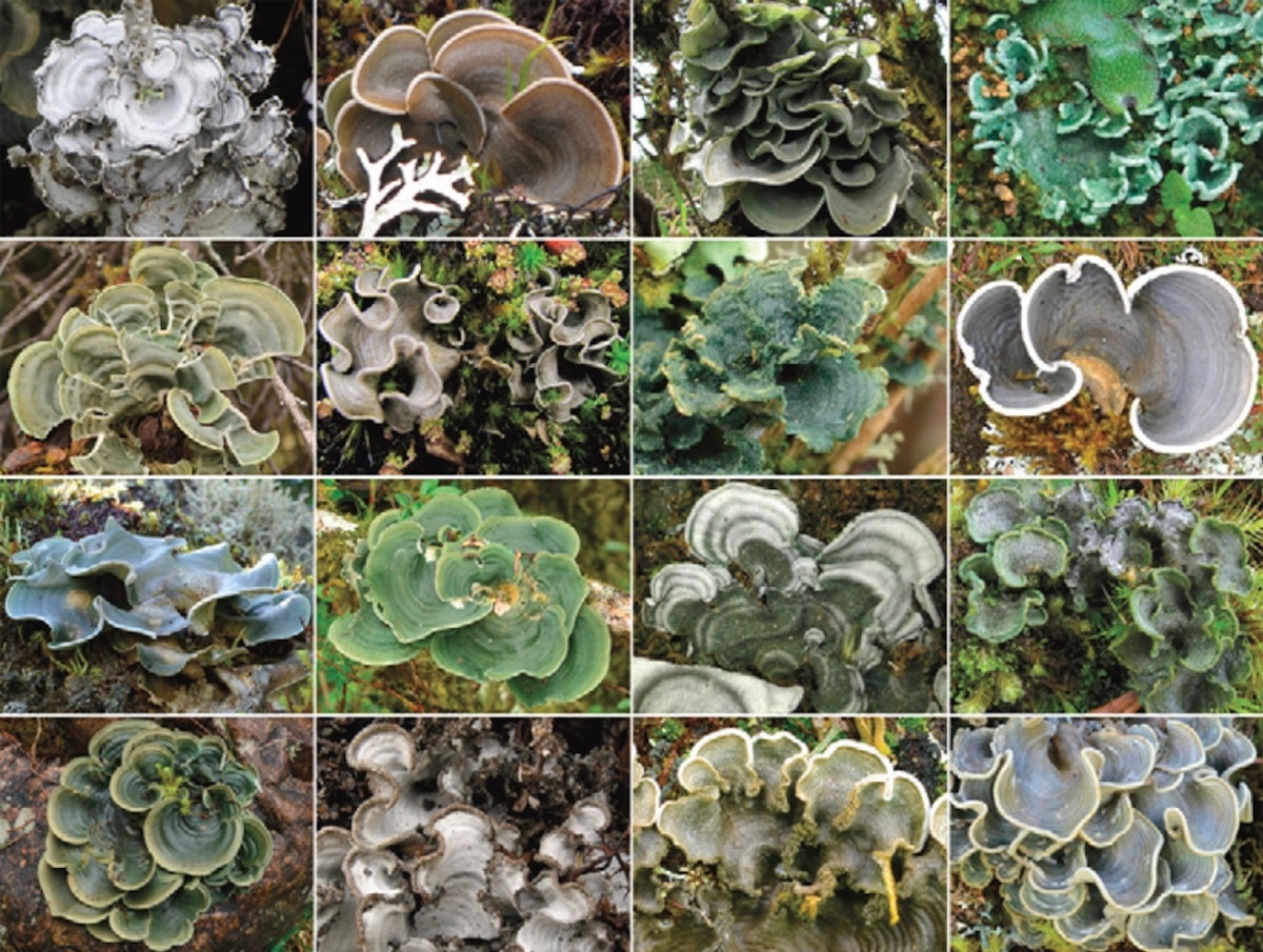 One Lichen Species Is Actually 126, And Probably More