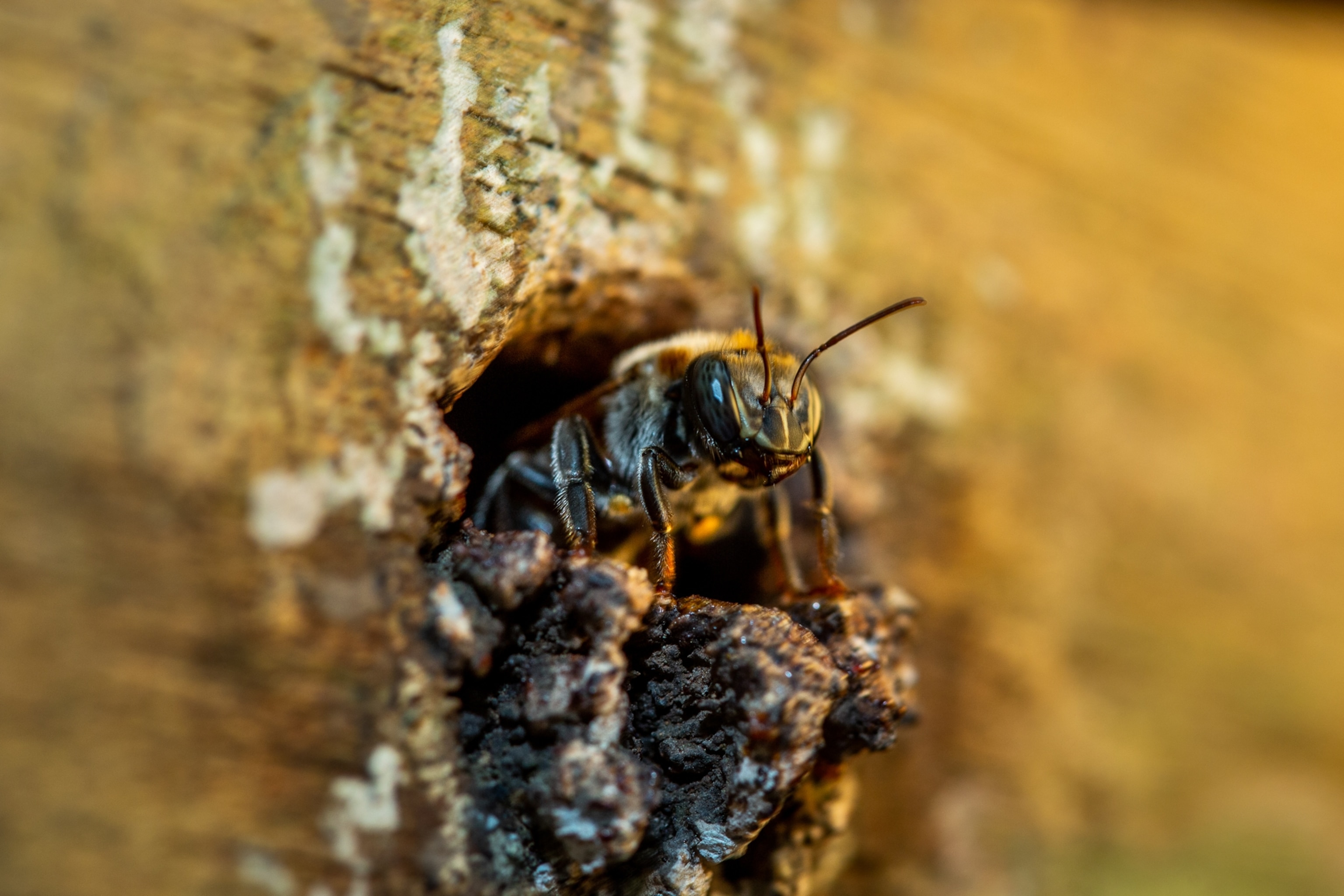 These stingless bees make medicinal honey. Some call it a ‘miracle liquid.’