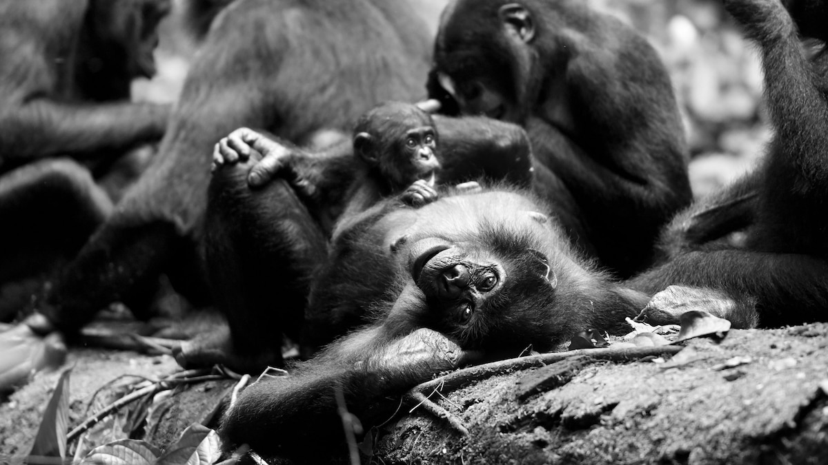 How female bonobos team up to gain power over males | National Geographic