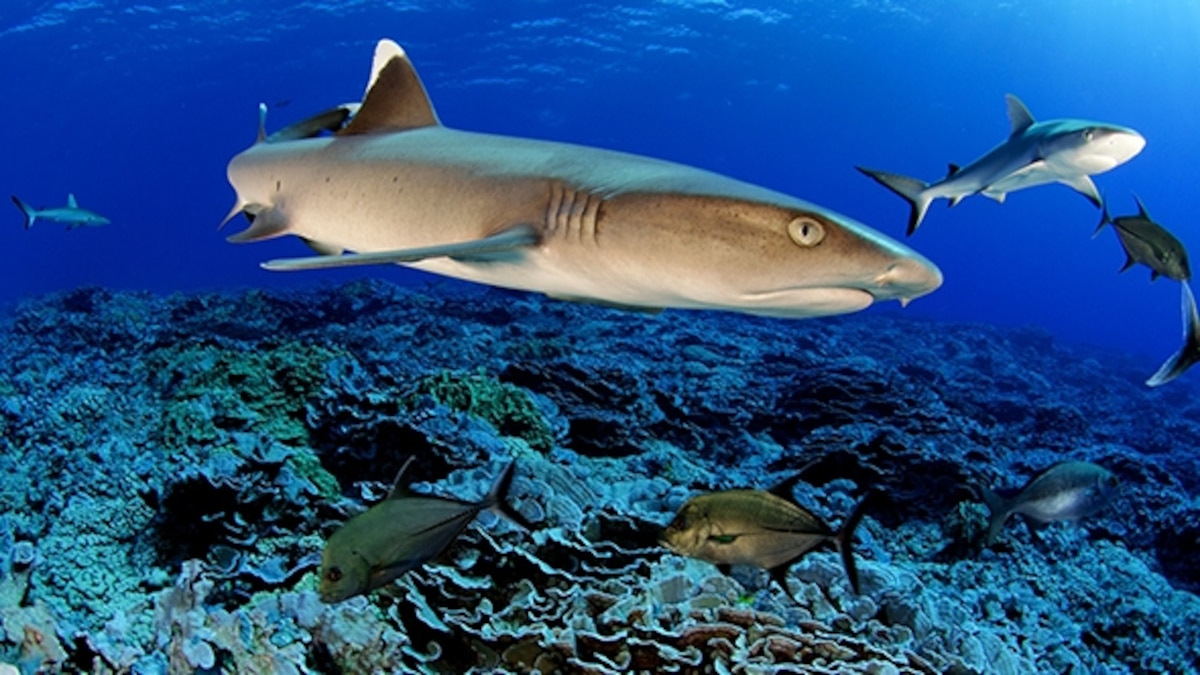 Pacific Treasure: Pitcairn Islands | National Geographic