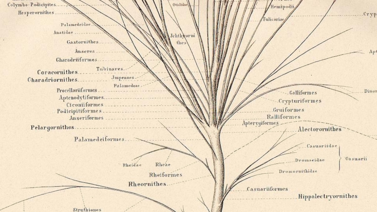 Redrawing the Tree of Life | National Geographic