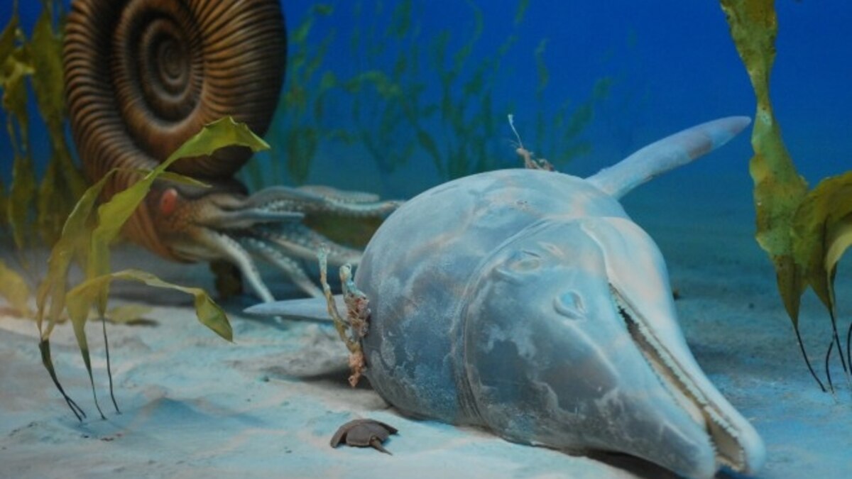 BOOM Goes the Ichthyosaur? | National Geographic