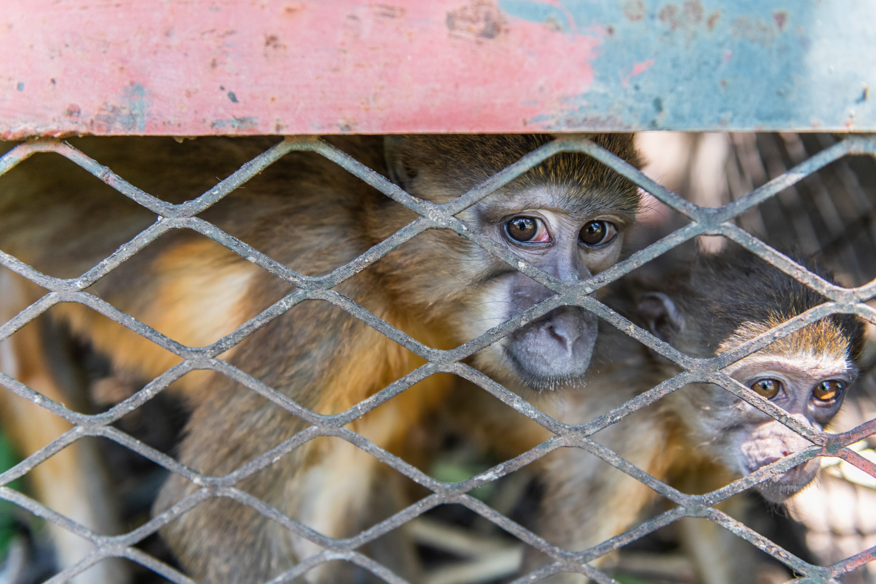 Largest confiscation of smuggled monkeys sheds light on African ...