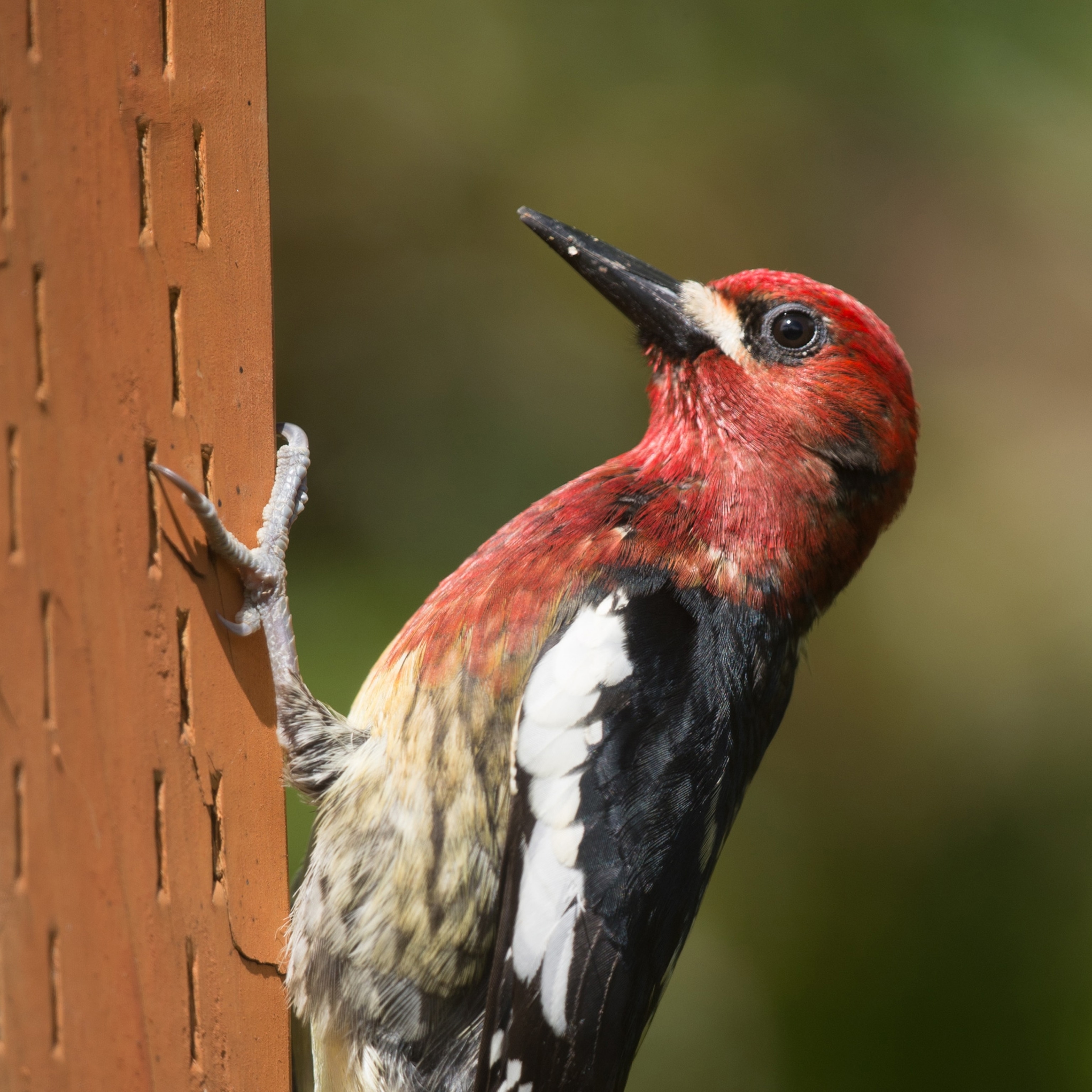 Red Bellied Sapsucker